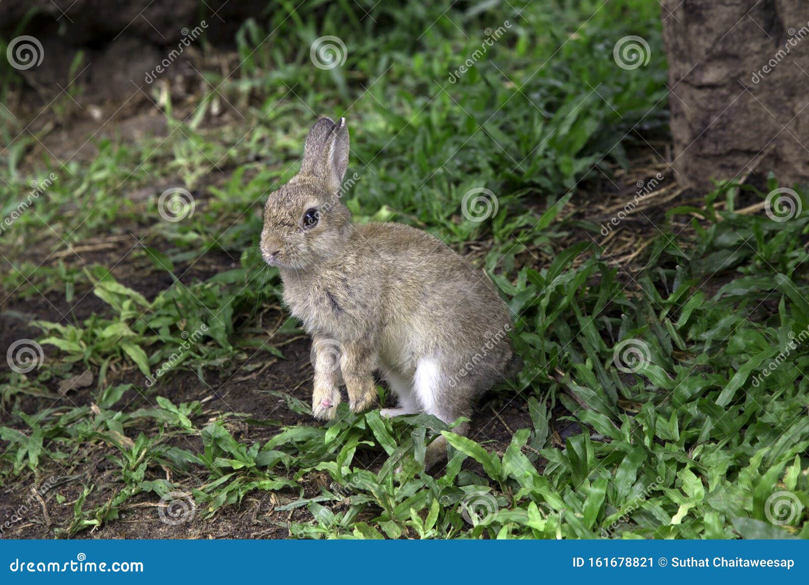 Small hare is hunting stock image. Image of cute, monkey - 161678821