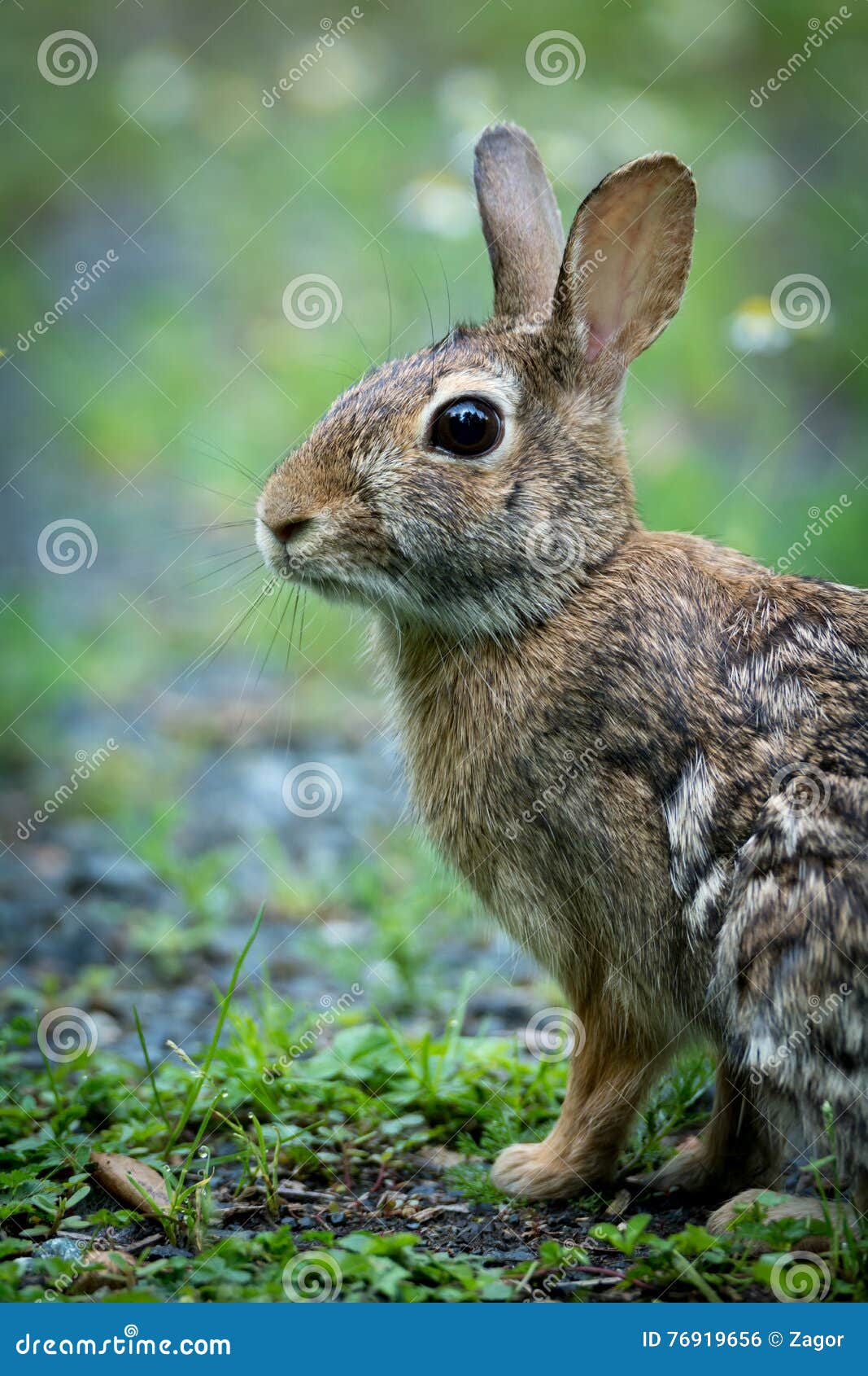 Small hare stock photo. Image of wild, green, meadow - 76919656