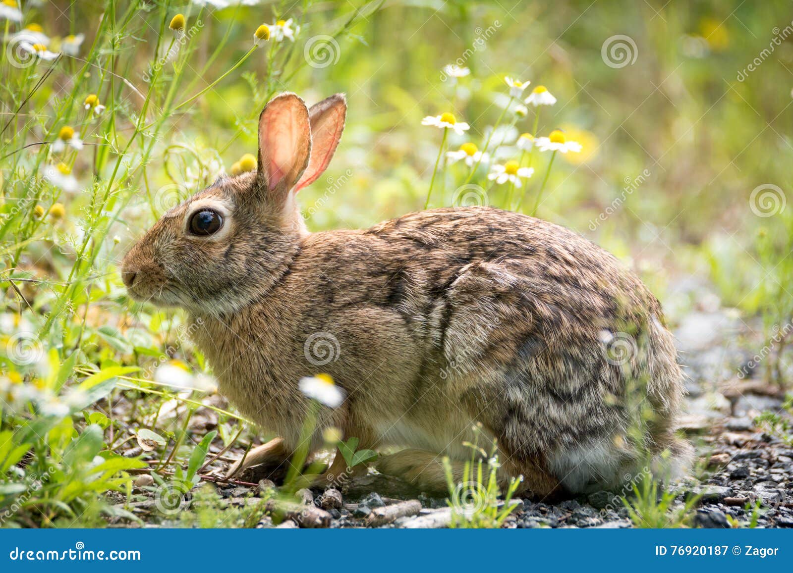 Small hare stock image. Image of fauna, brown, wild, sunny - 76920187
