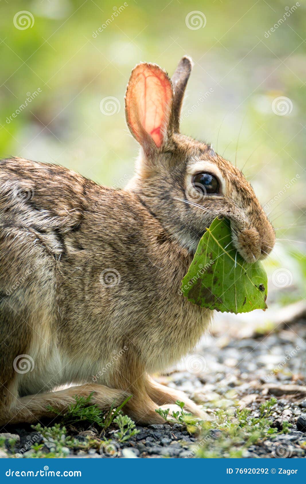 Small hare stock photo. Image of small, green, bunny - 76920292