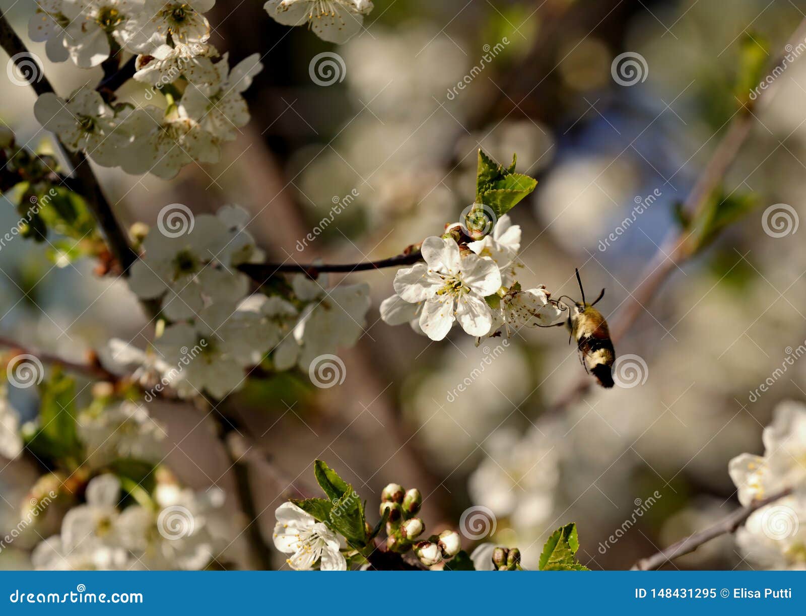 A Small Hawk Moth Flying in Cherry Trees Stock Image - Image of flower ...