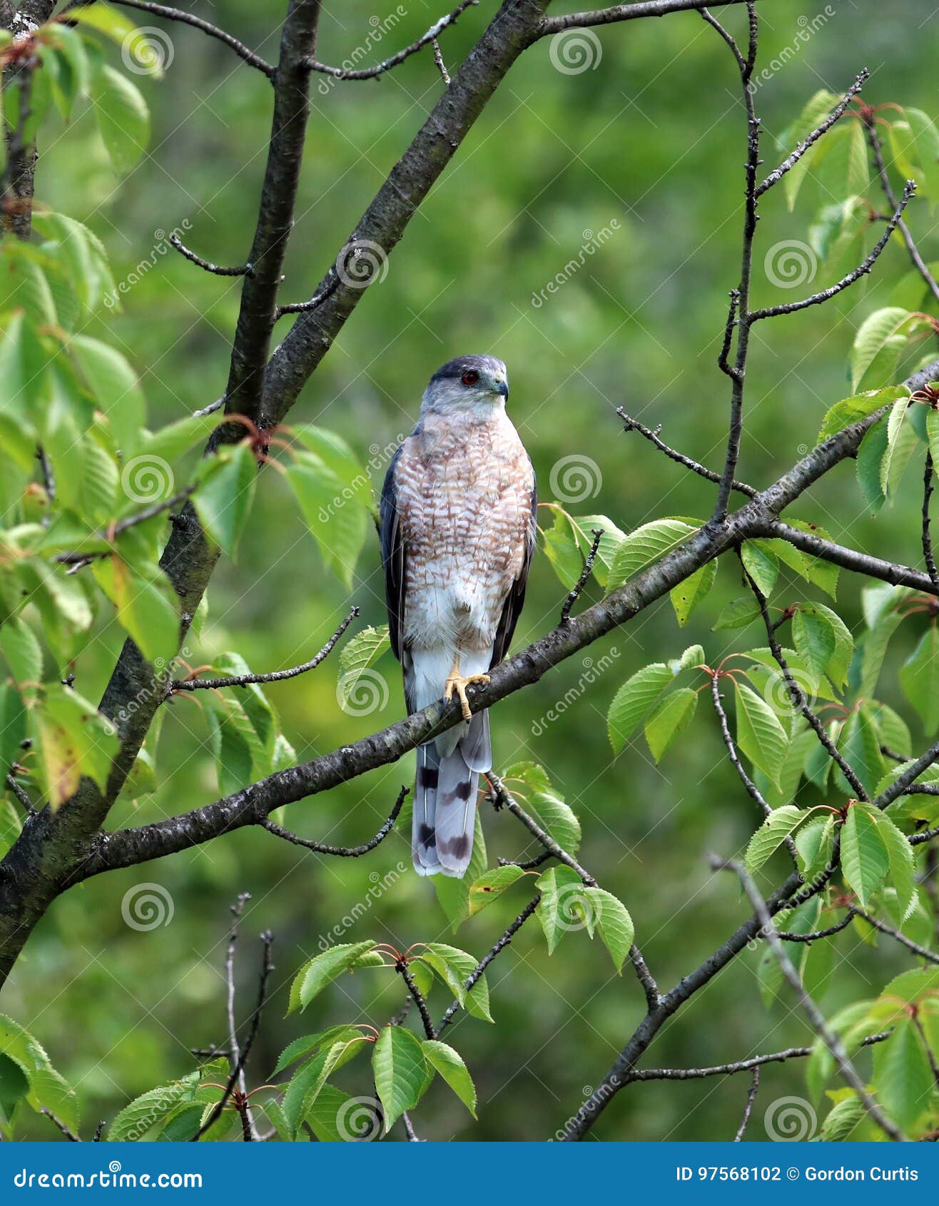 Small hawk stock photo. Image of branch, vigilant, bird - 97568102