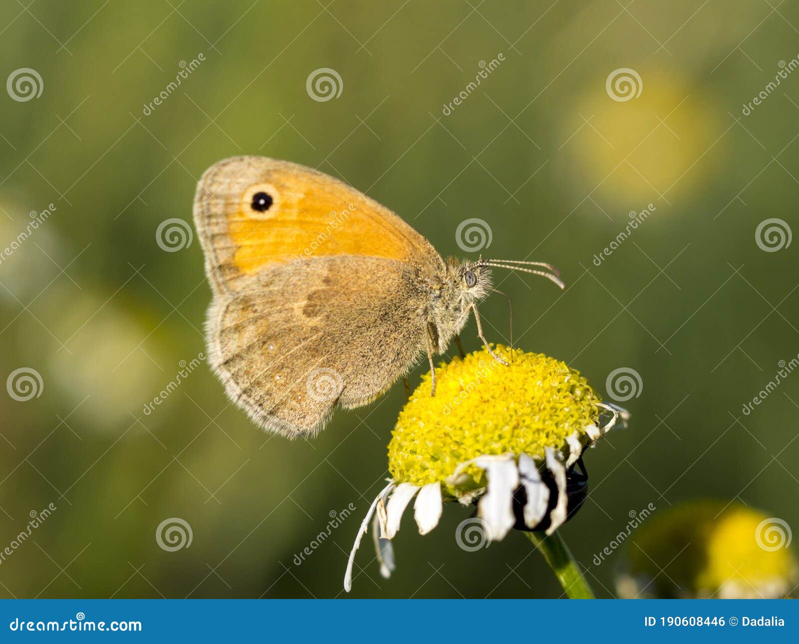 Small Hay Moth Coenonympha Pamphilus Stock Photo - Image of flower ...