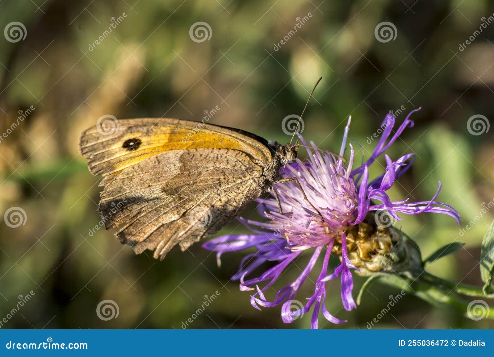Small Hay Moth Coenonympha Pamphilus Stock Photo - Image of flower ...