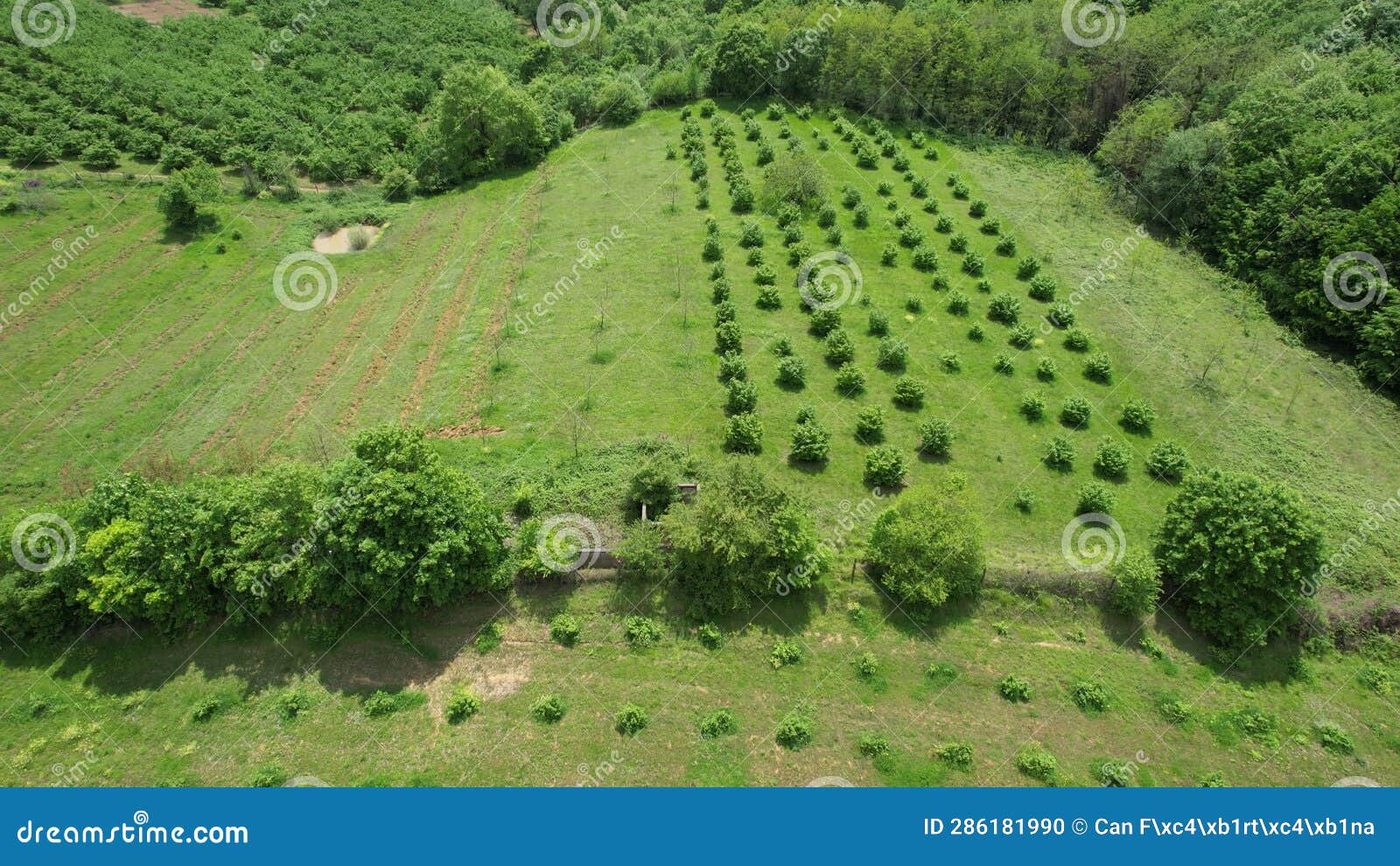 Small hazelnut trees stock footage. Video of harvest - 286181990