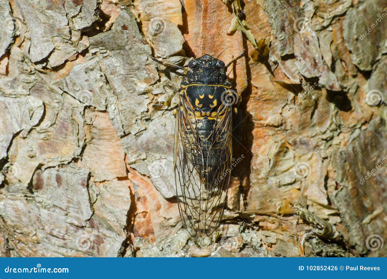 Canadian Cicada - Okanagana Canadensis Stock Photo - Image of canadian ...