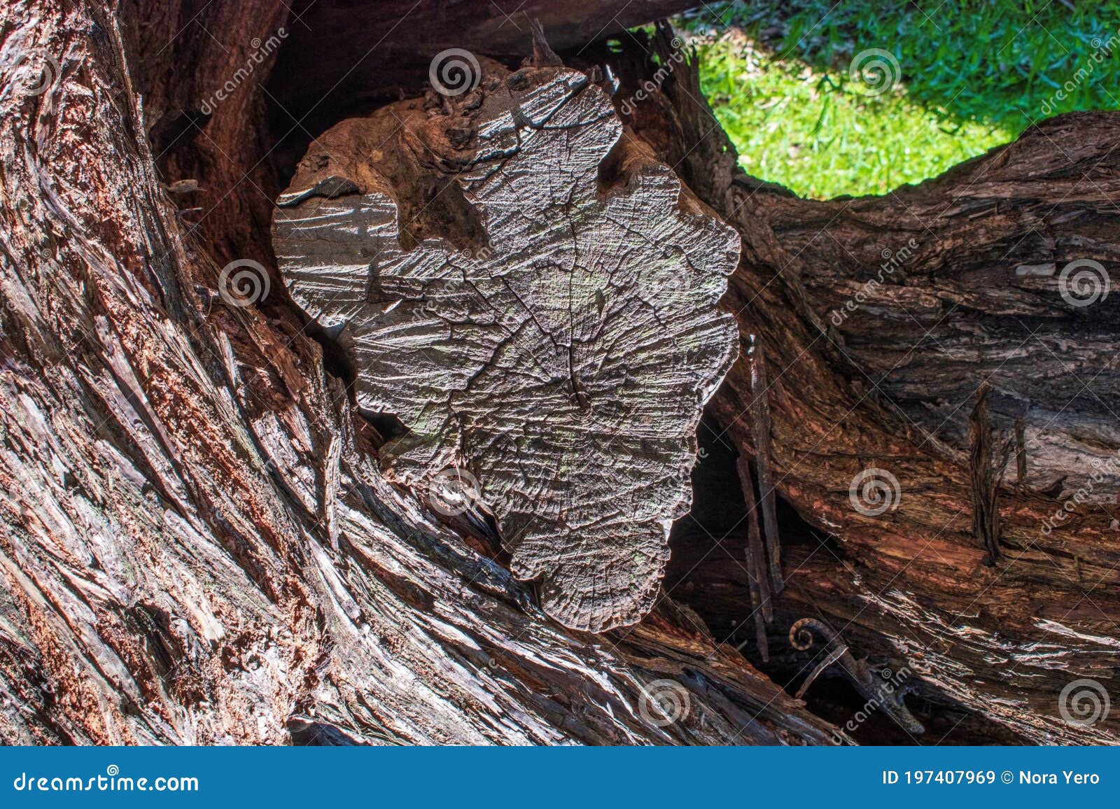Small Heart Shaped Rotting Tree Stump Stock Image - Image of shape ...