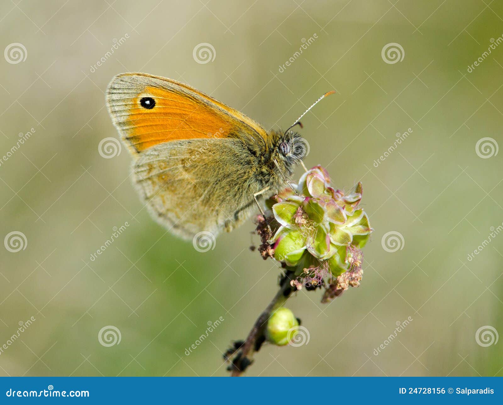 Small Heath stock photo. Image of lepidoptera, wildlife - 24728156