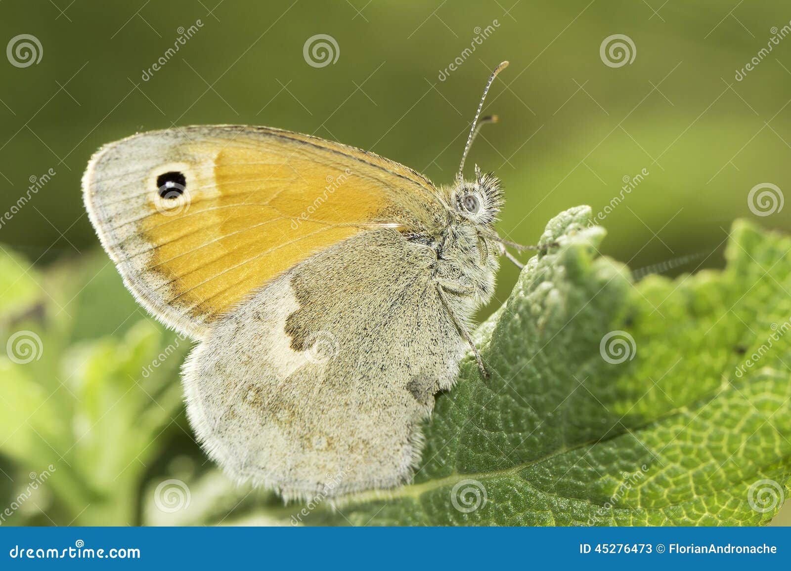 The Small Heath Butterfly / Coenonympha Pamphilus Close-up Stock Image ...