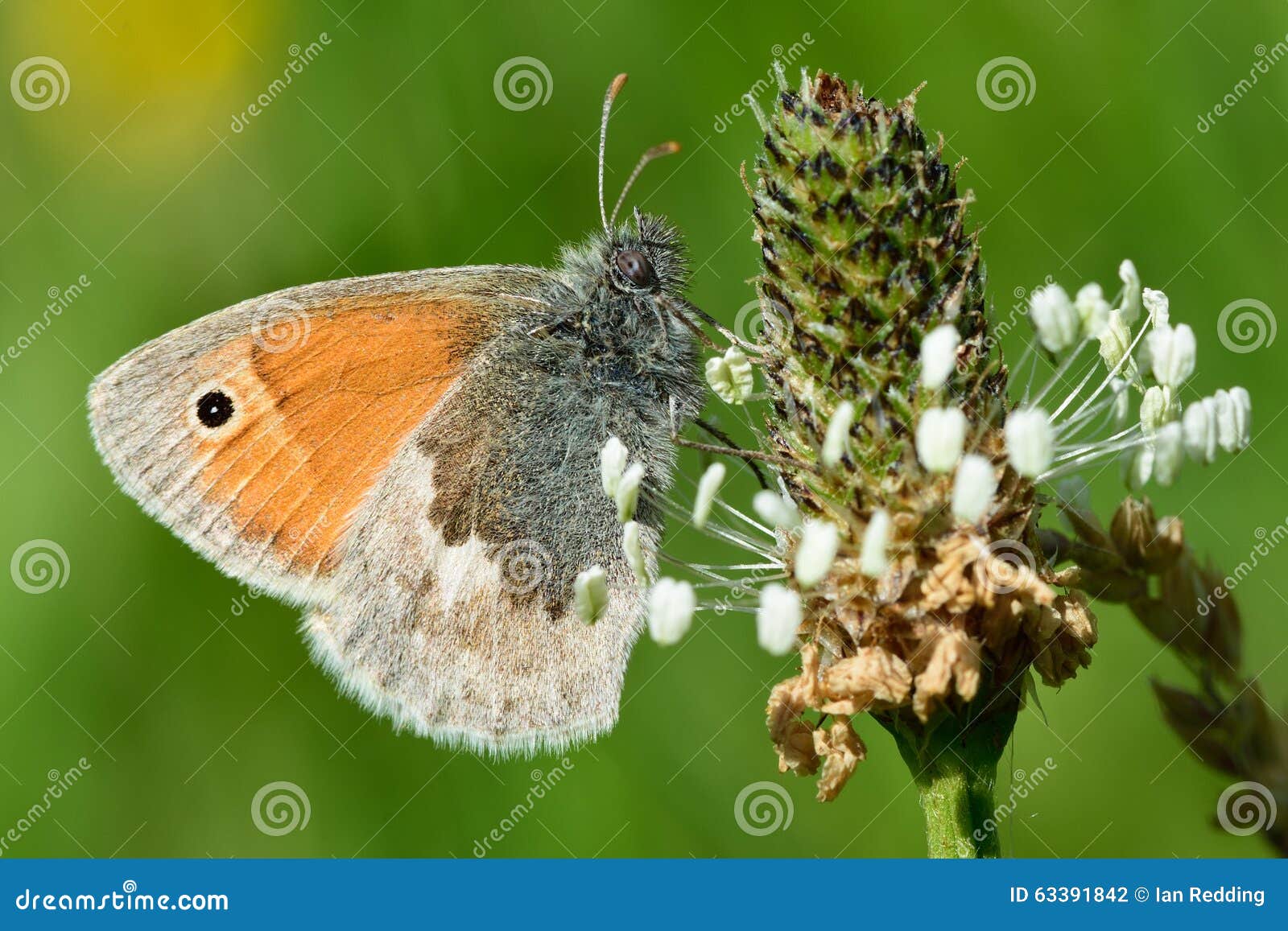Small Heath Butterfly (Coenonympha Pamphilus) Stock Photo - Image of ...