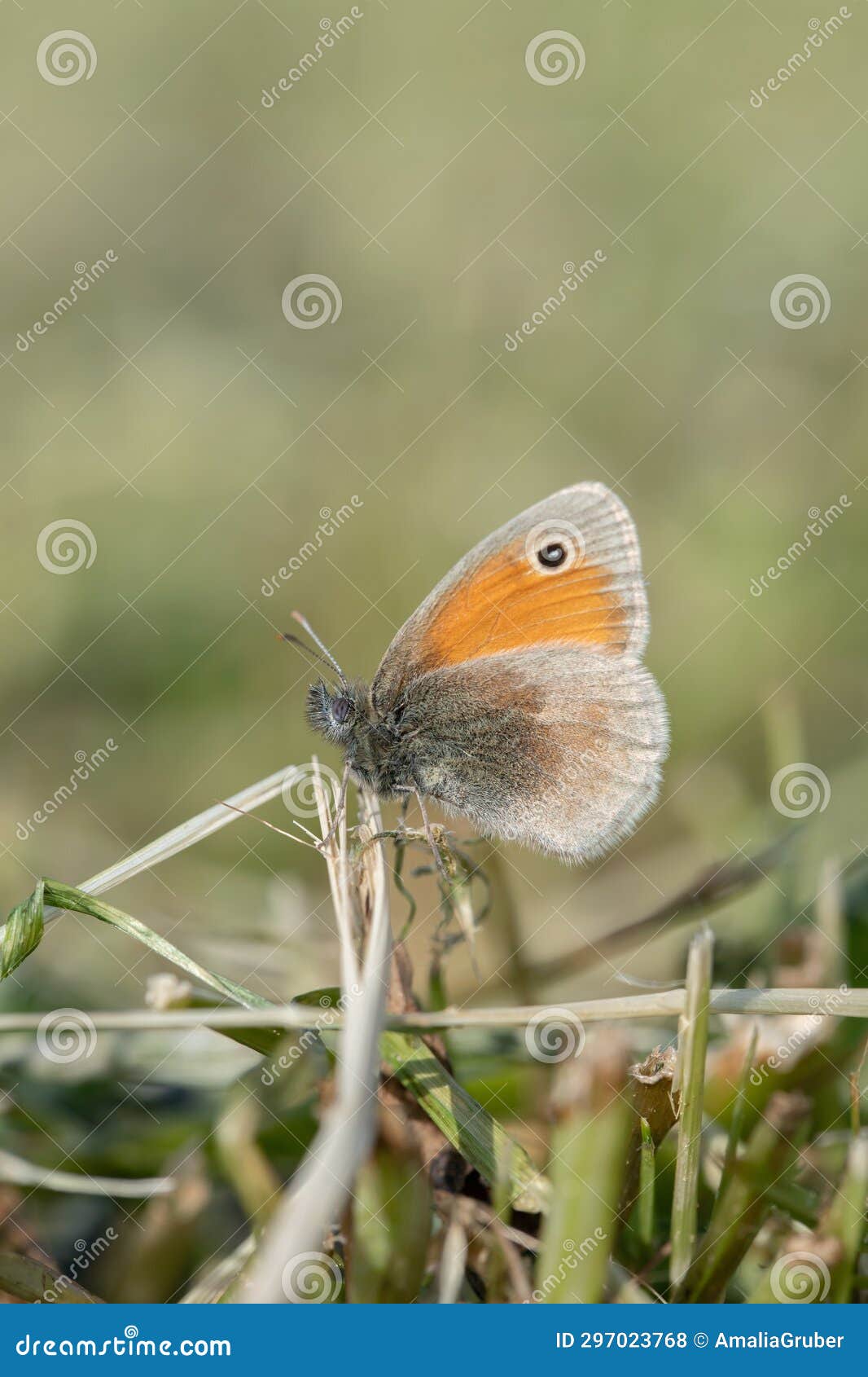 Small Heath Butterfly (Coenonympha Pamphilus). Stock Photo - Image of ...