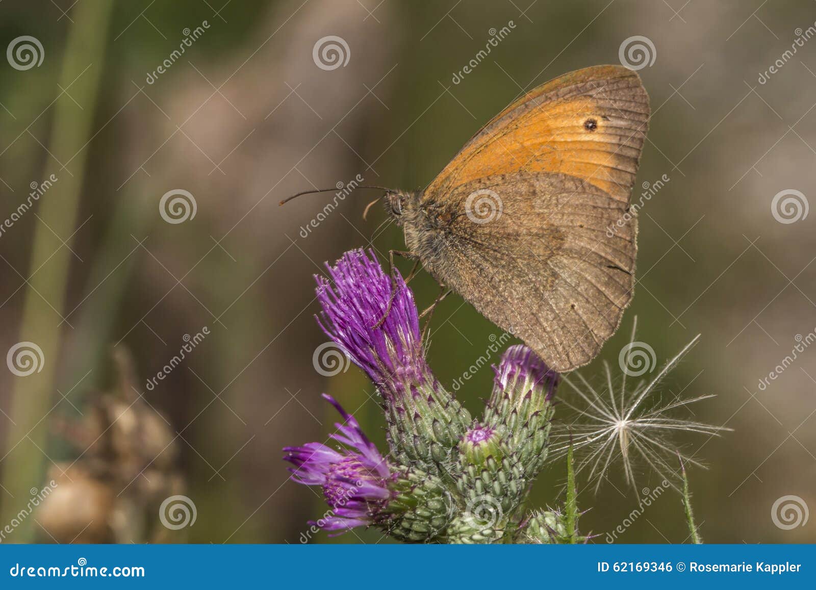 Small Heath Butterfly (Coenonympha Pamphilus) Stock Photo - Image of ...