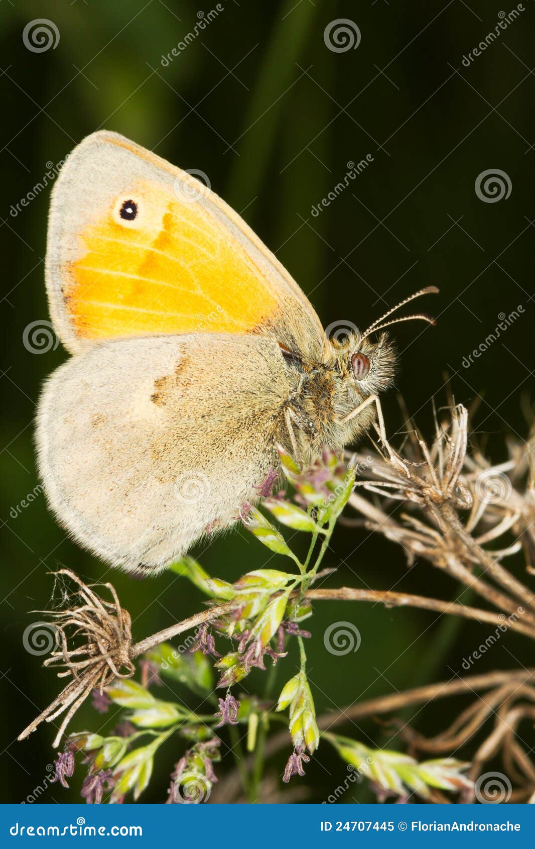 The Small Heath, Coenonympha Pamphilus Stock Image - Image of close ...