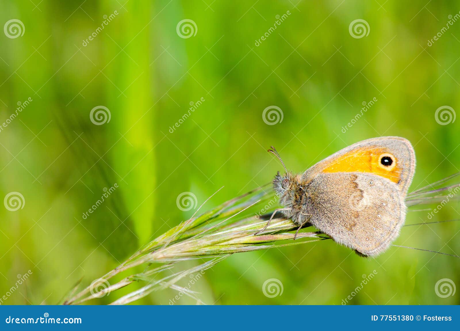 Small Heath, Coenonympha Pamphilus Stock Photo - Image of fauna, nature ...