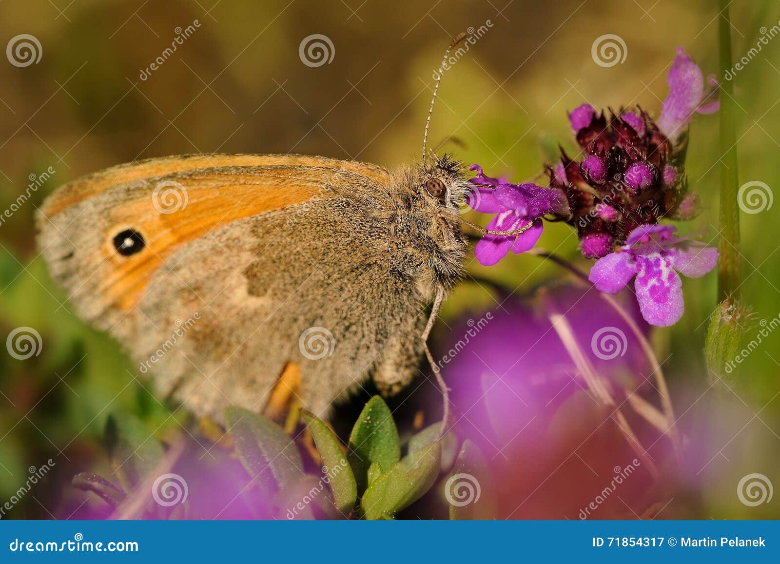 Small Heath - Coenonympha Pamphilus Stock Image - Image of garden ...