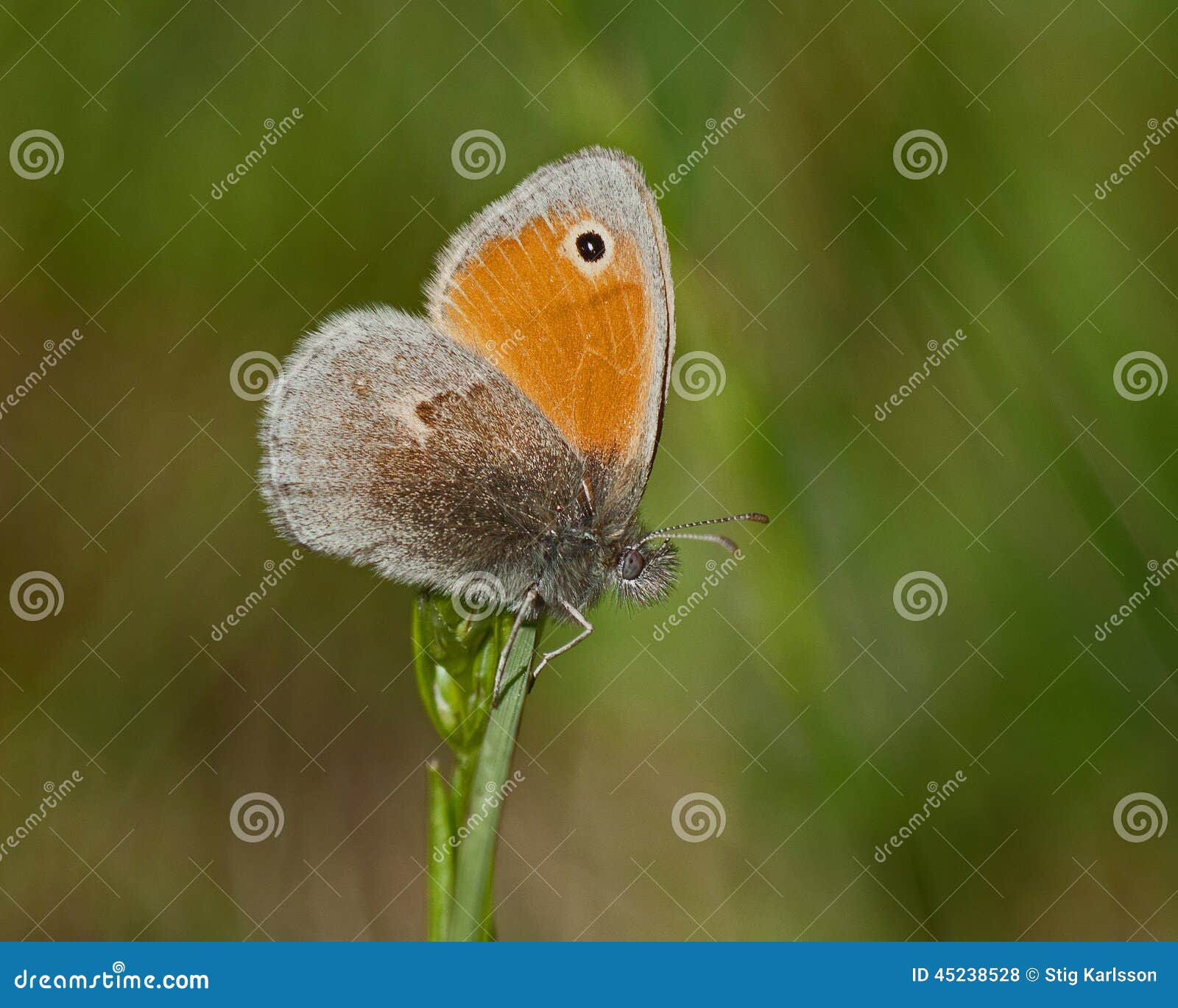 Small Heath Coenonympha Pamphilus Stock Photo - Image of heath, antenna ...