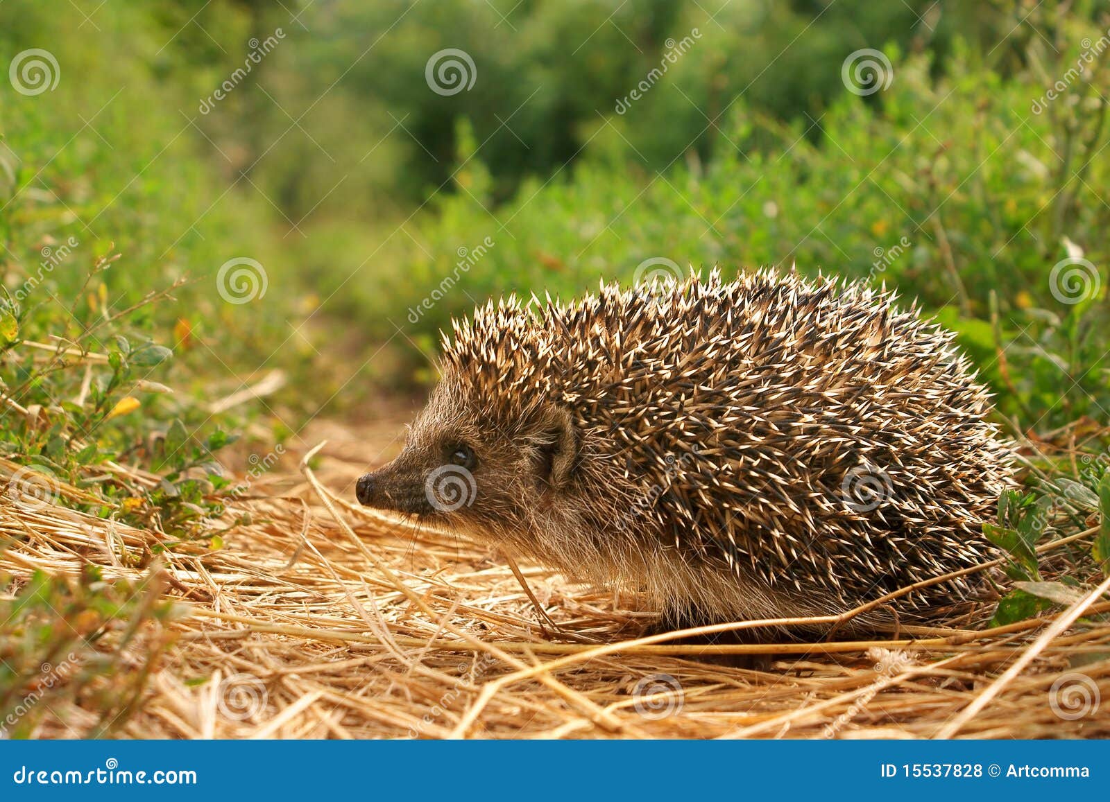 Small hedgehog stock photo. Image of standing, white - 15537828