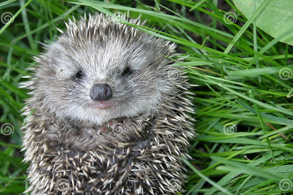 Small hedgehog stock image. Image of animal, spiny, spine - 626149