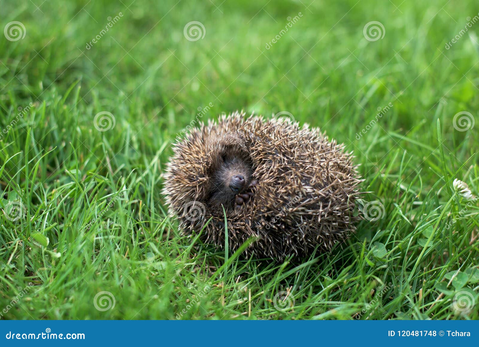 Small hedgehog in a ball stock photo. Image of closeup - 120481748