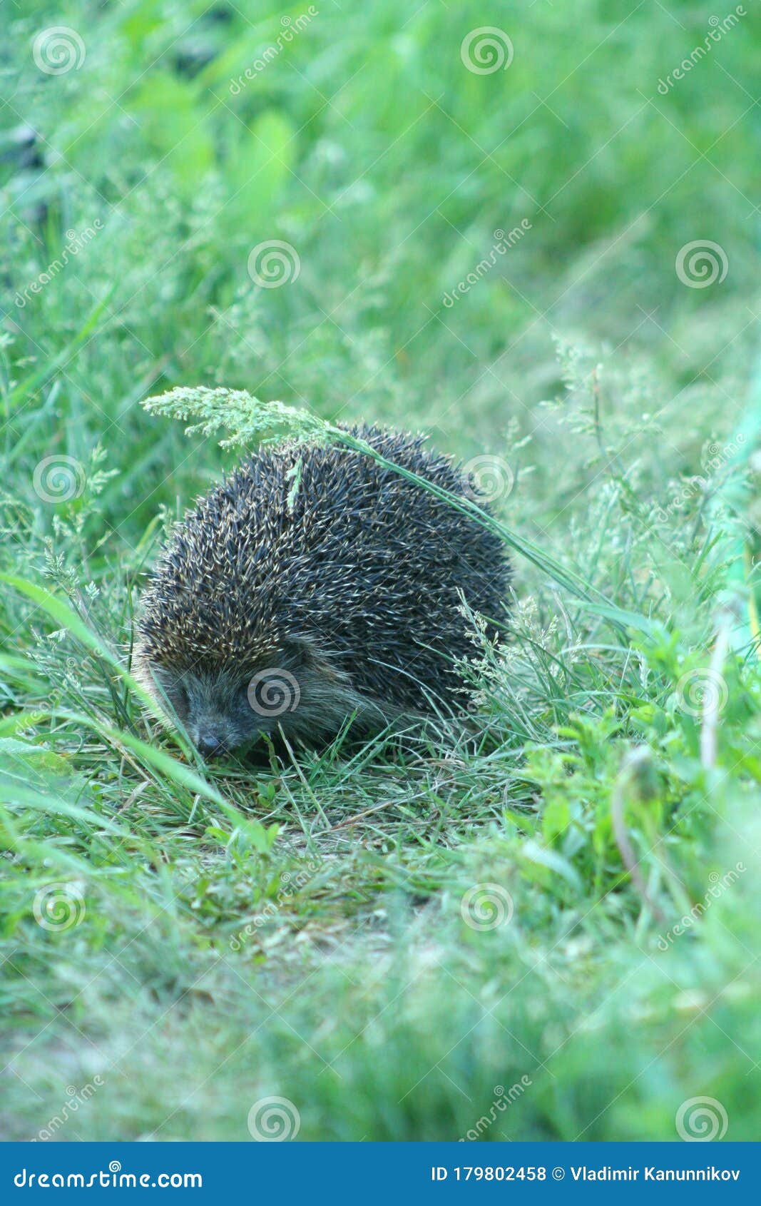 Hedgehog in the garden stock photo. Image of grass, garden - 179802458