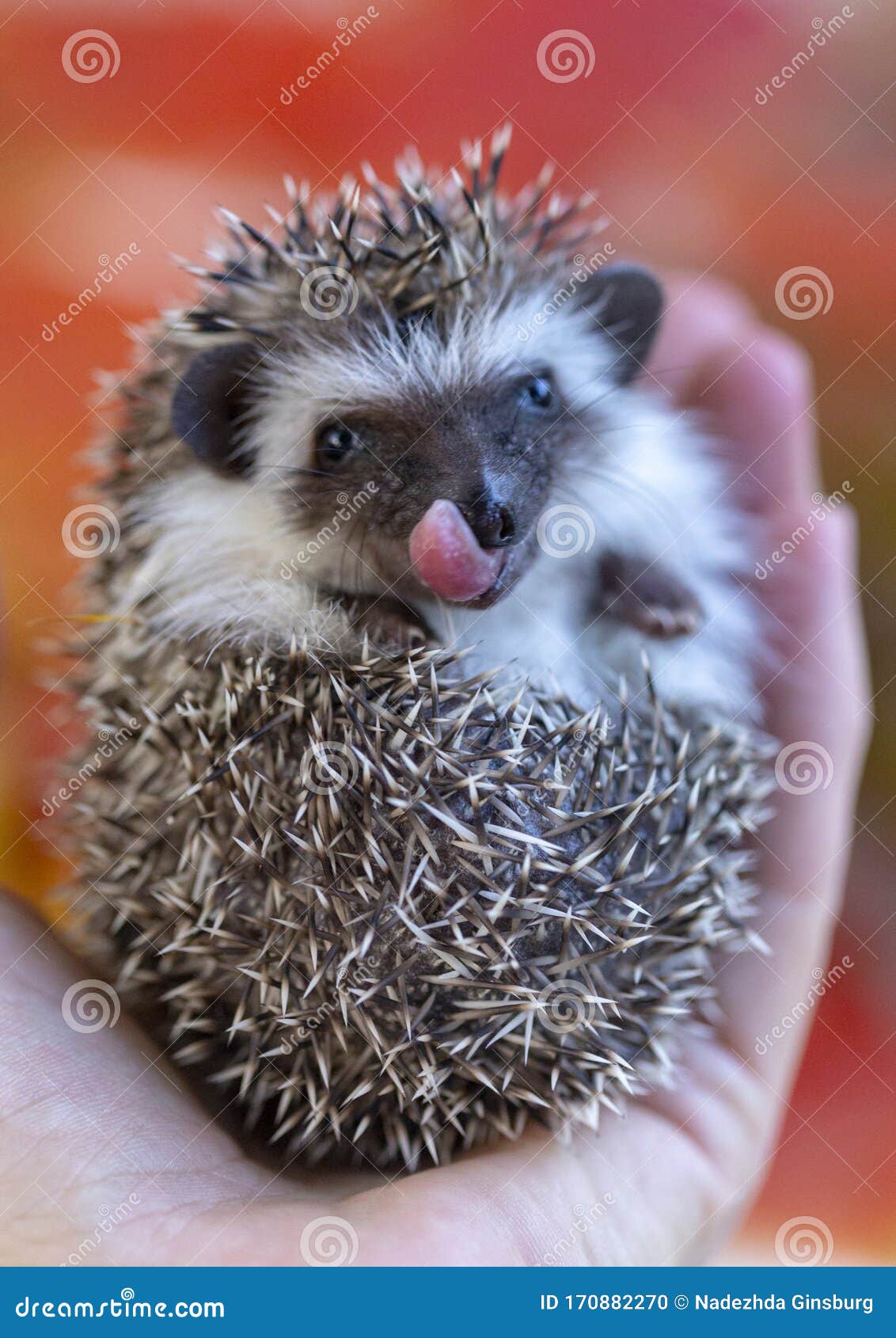 Small hedgehog in hand stock photo. Image of europaeus - 170882270