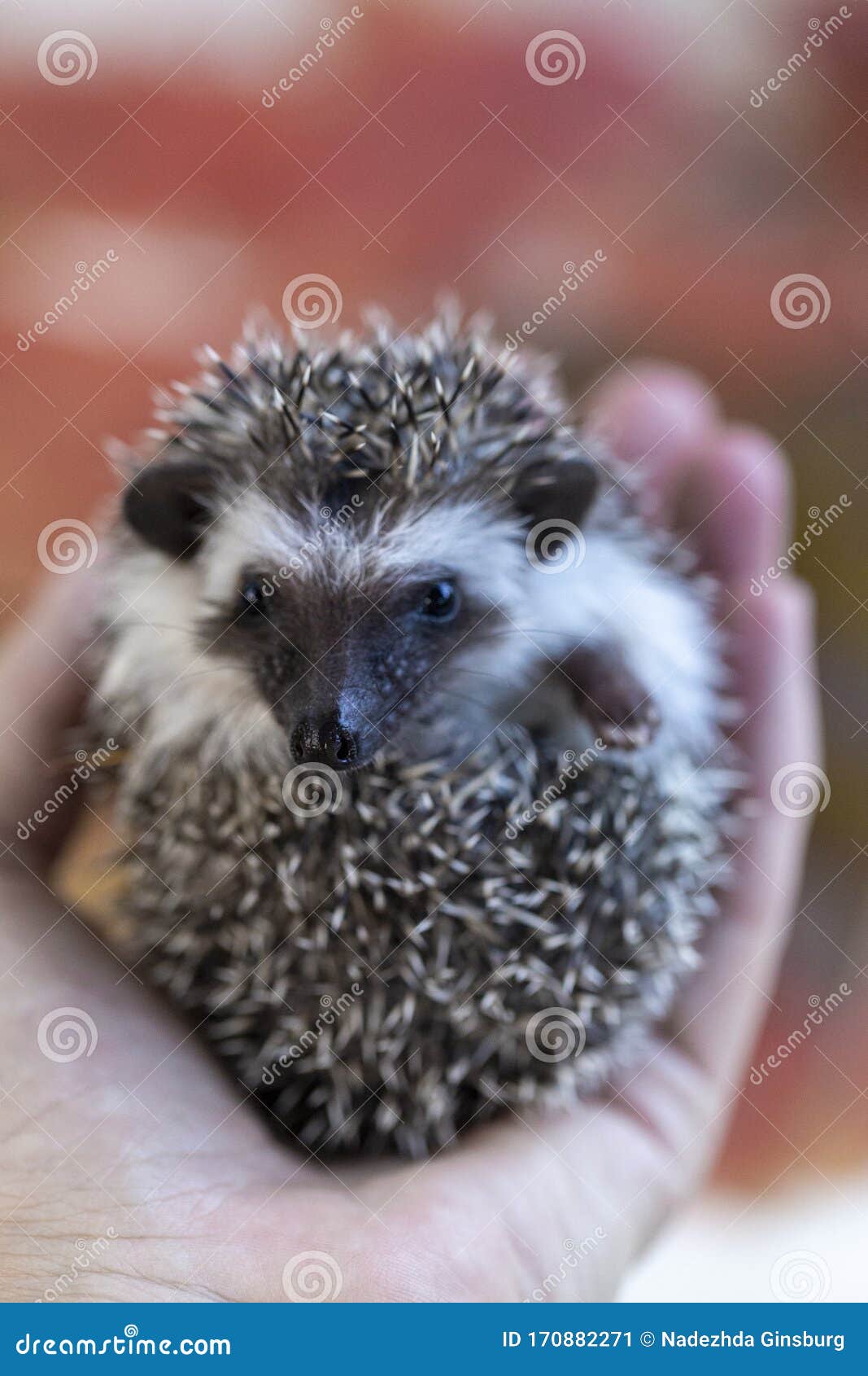 Small hedgehog in hand stock image. Image of eyes, looking - 170882271