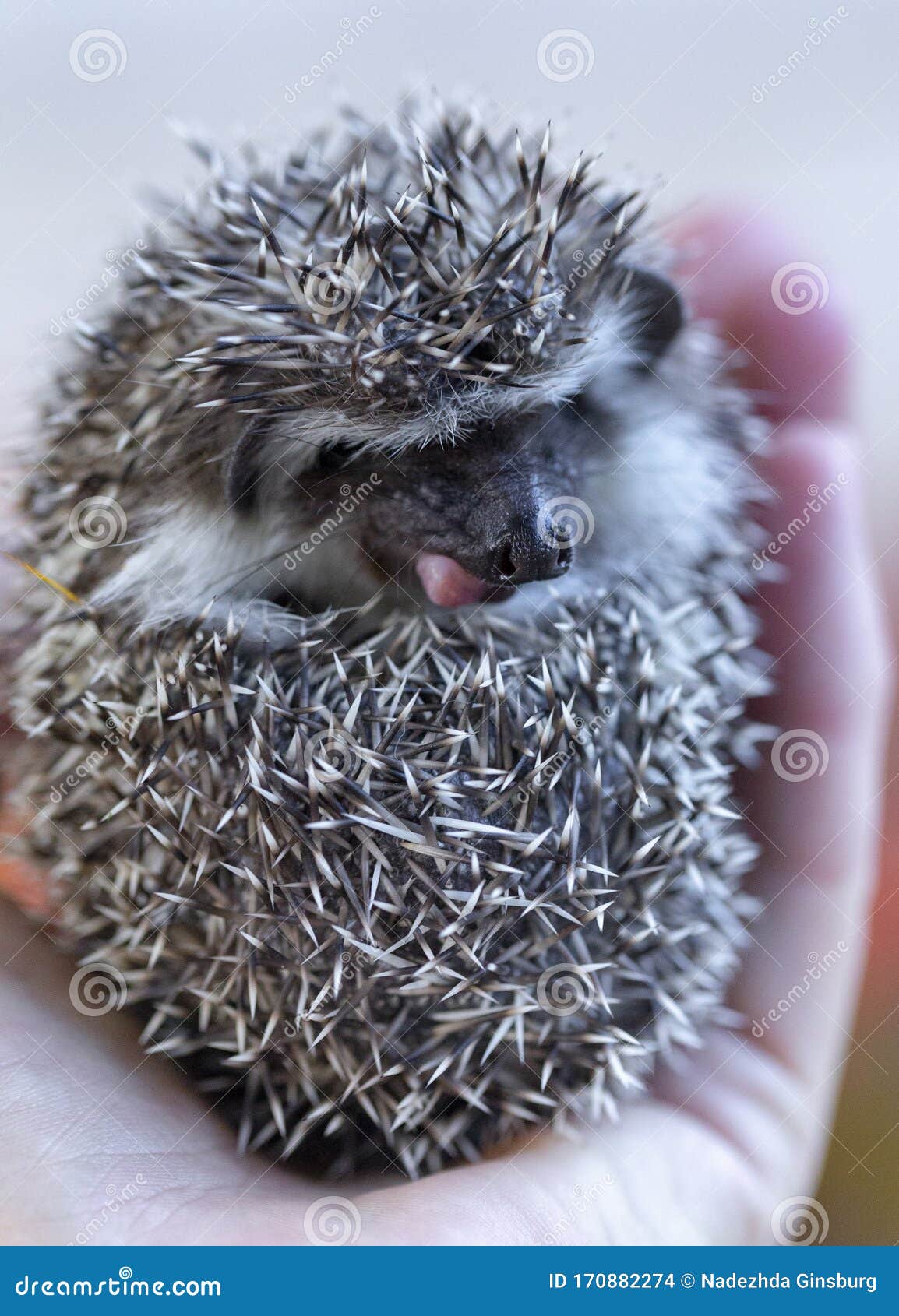 Small hedgehog in hand stock photo. Image of autumn - 170882274