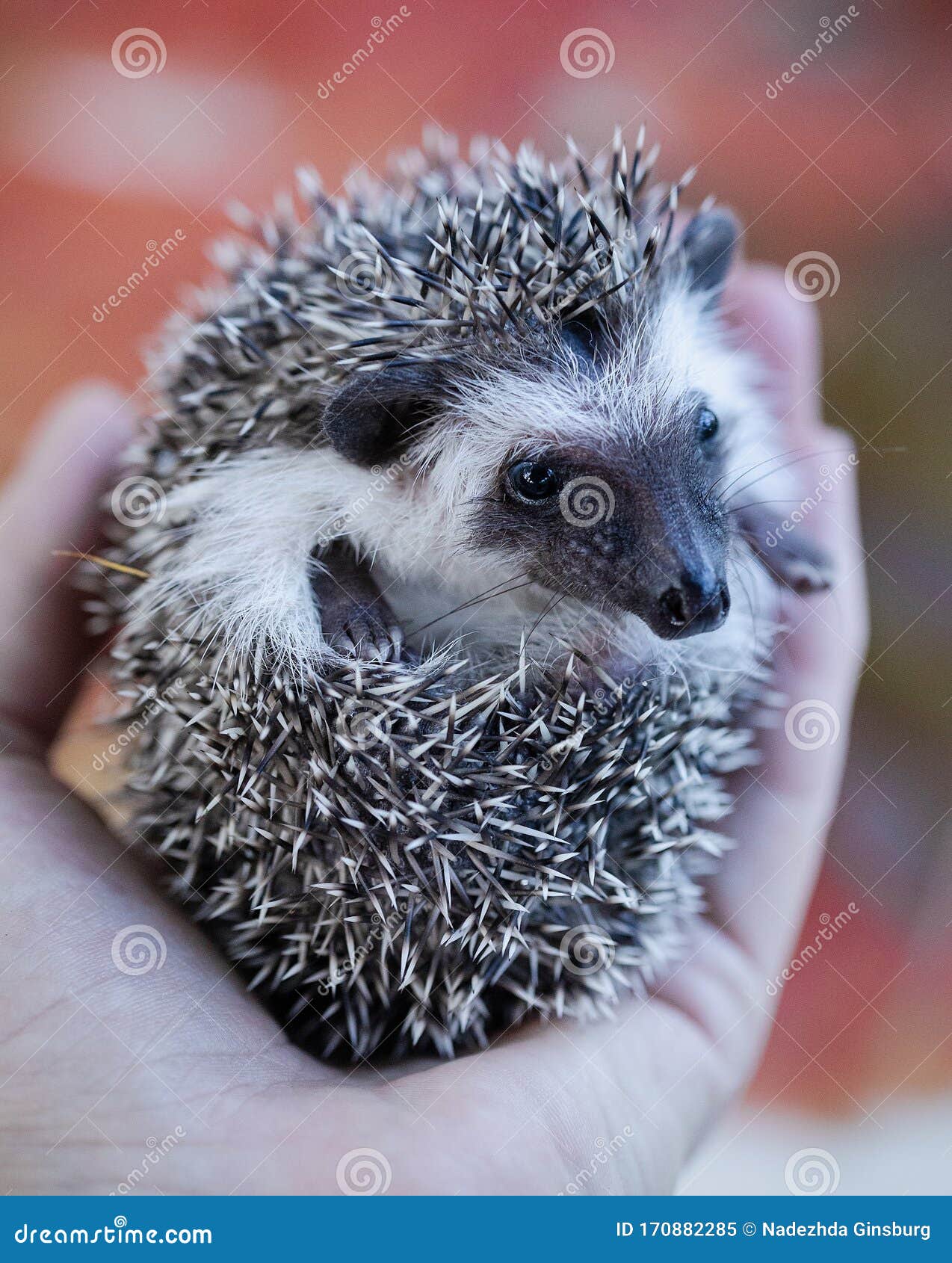 Small hedgehog in hand stock image. Image of little - 170882285