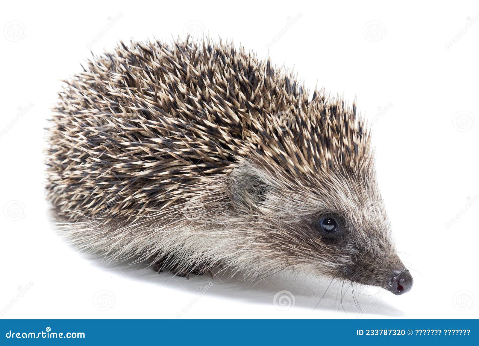 Hedgehog Isolate on White Background Stock Photo - Image of copy ...