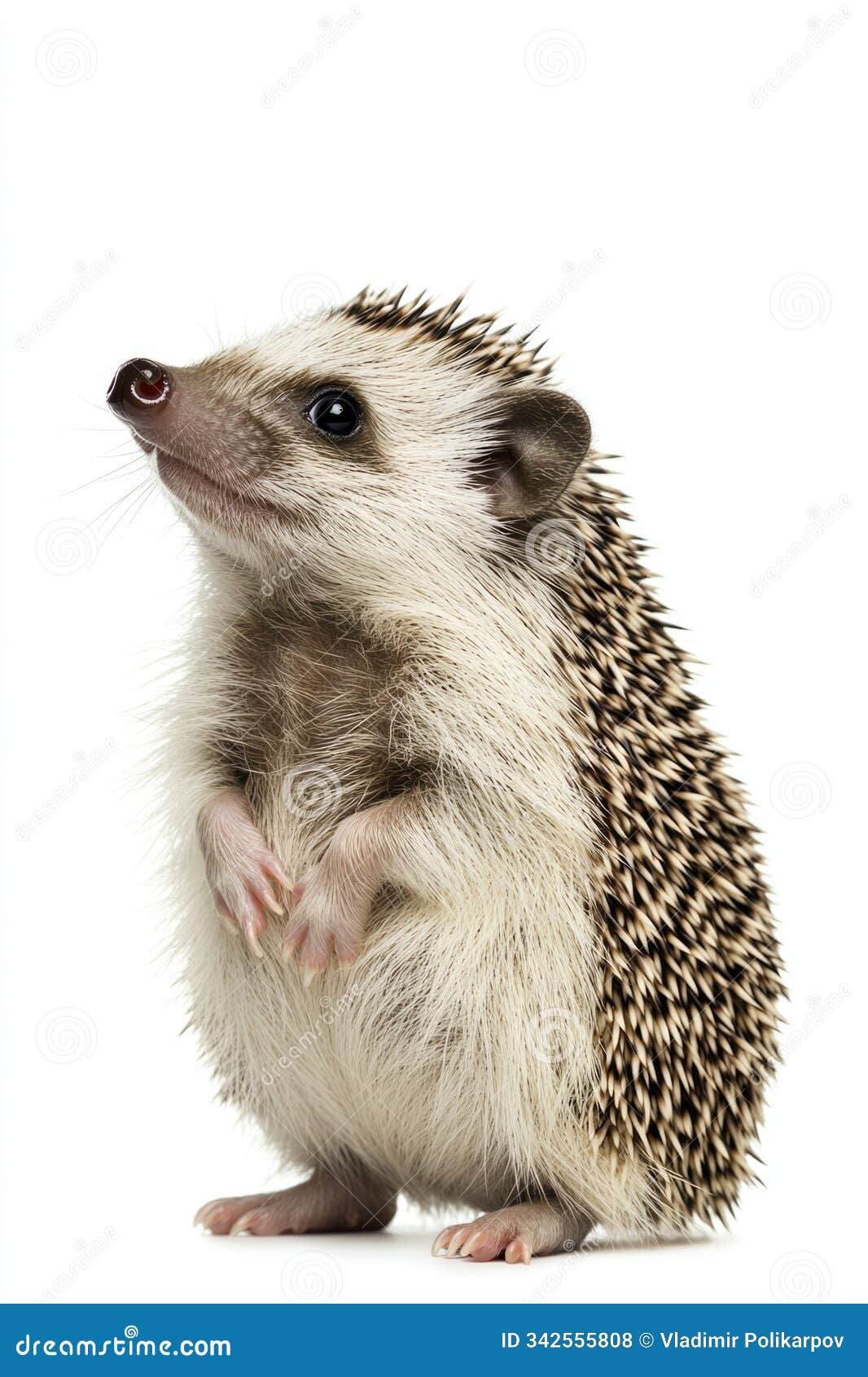 A Small Hedgehog Sits on Its Hind Legs with a Calm Expression Stock ...