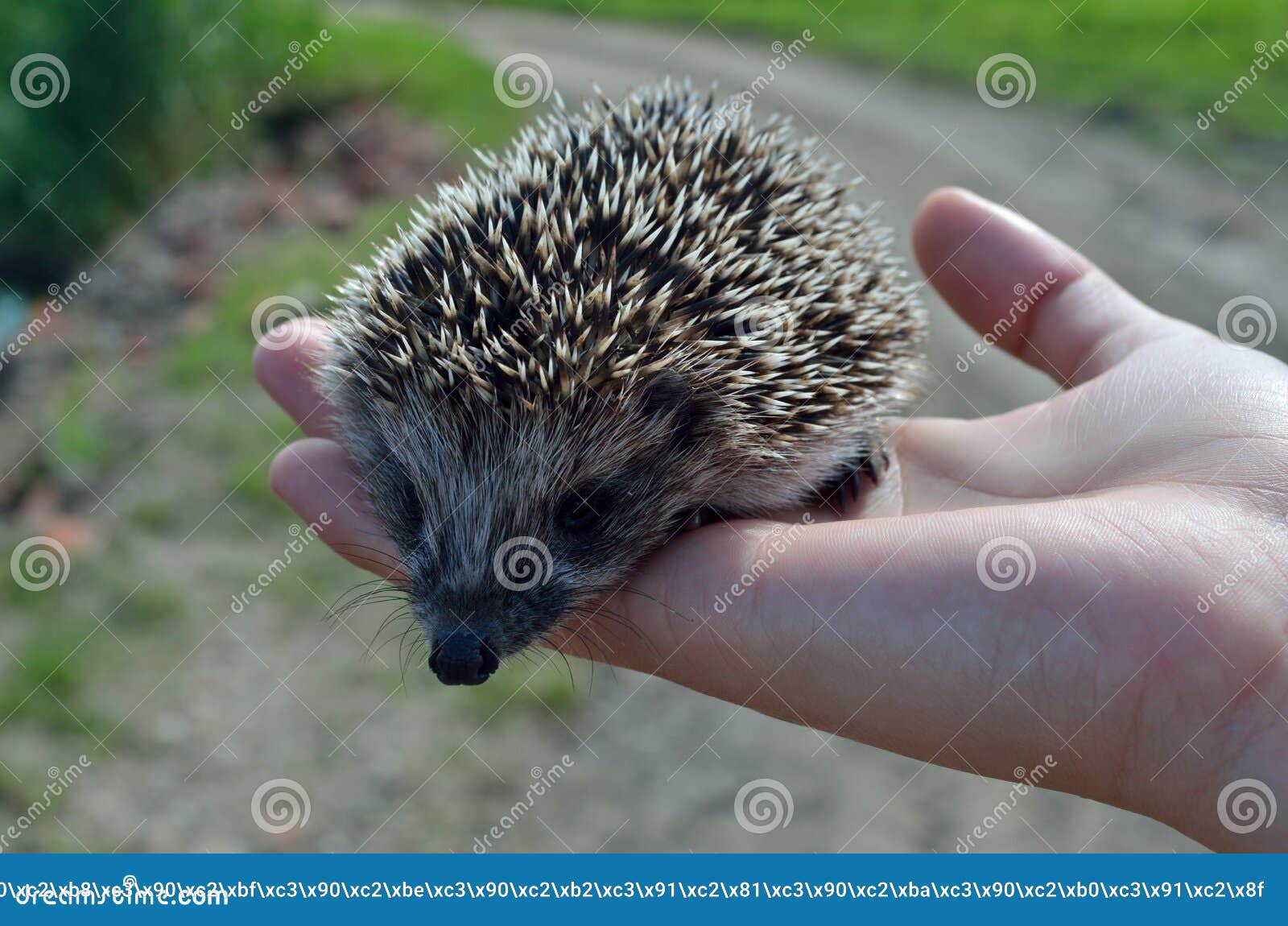 Small hedgehog stock image. Image of wildlife, nose, small - 74693461