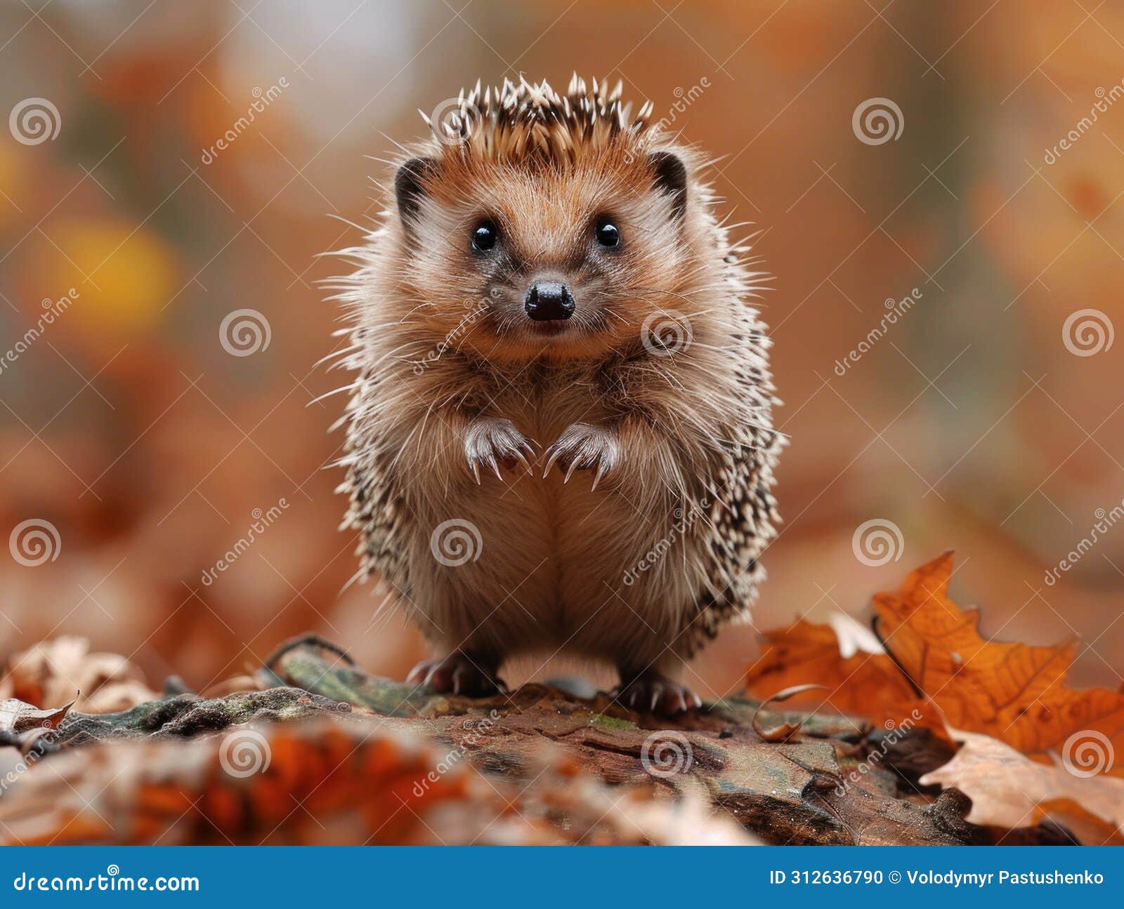 A Small Hedgehog Standing on Top of Leaves Stock Photo - Image of leaf ...