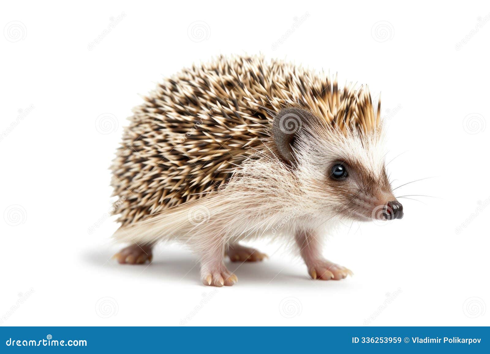 A Small Hedgehog Standing on a White Surface, Great for Illustrations ...