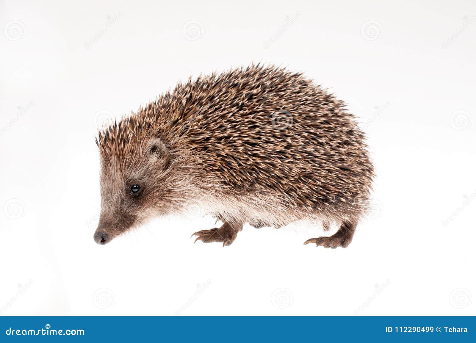 Hedgehog on white stock image. Image of needles, hedgehog - 112290499