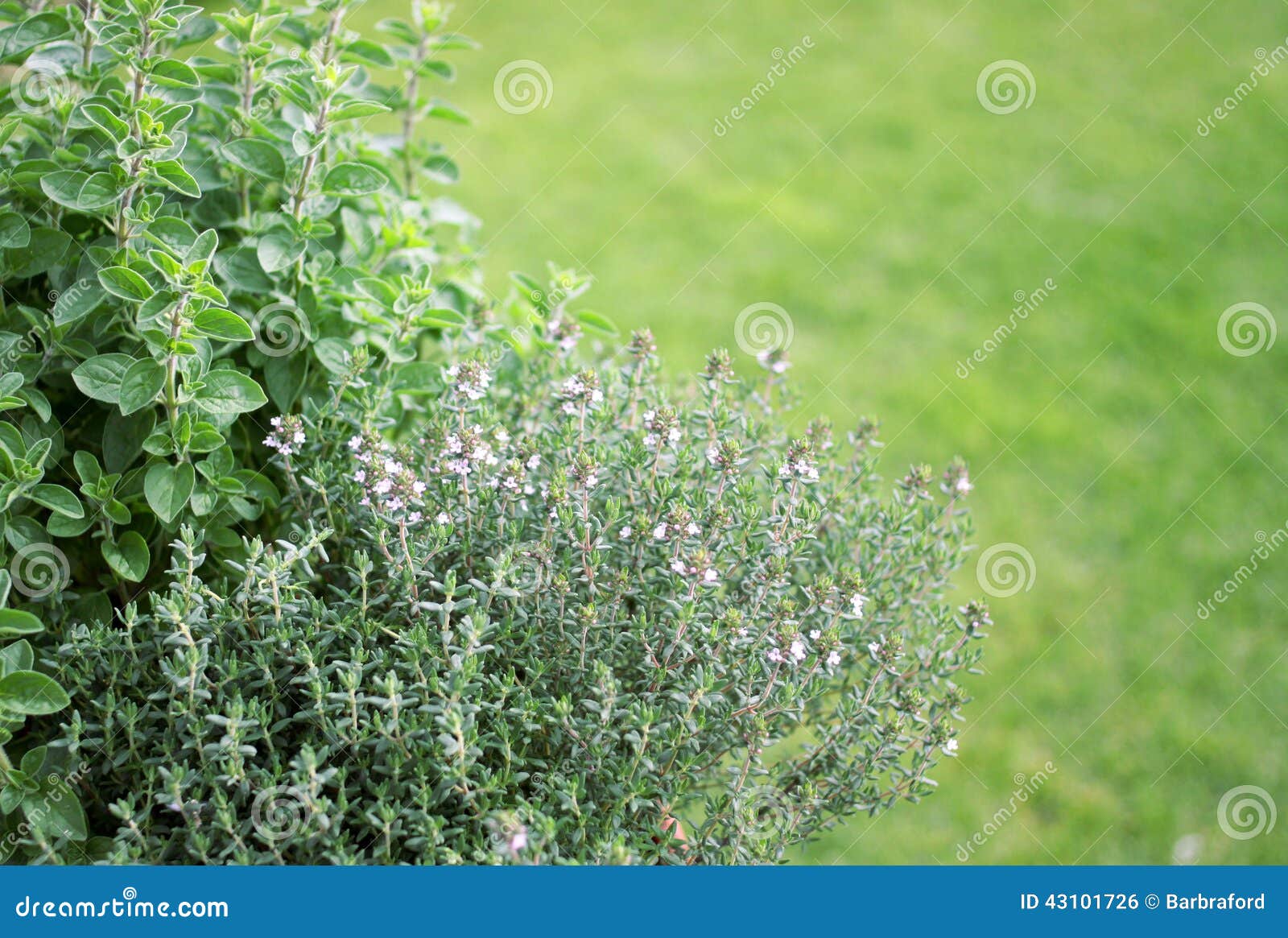 Small herb garden stock photo. Image of growing, herb - 43101726