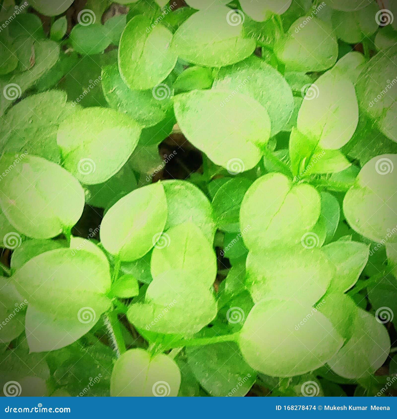 Small Herb Plant with Leaves . Stock Photo - Image of leaves, plant ...