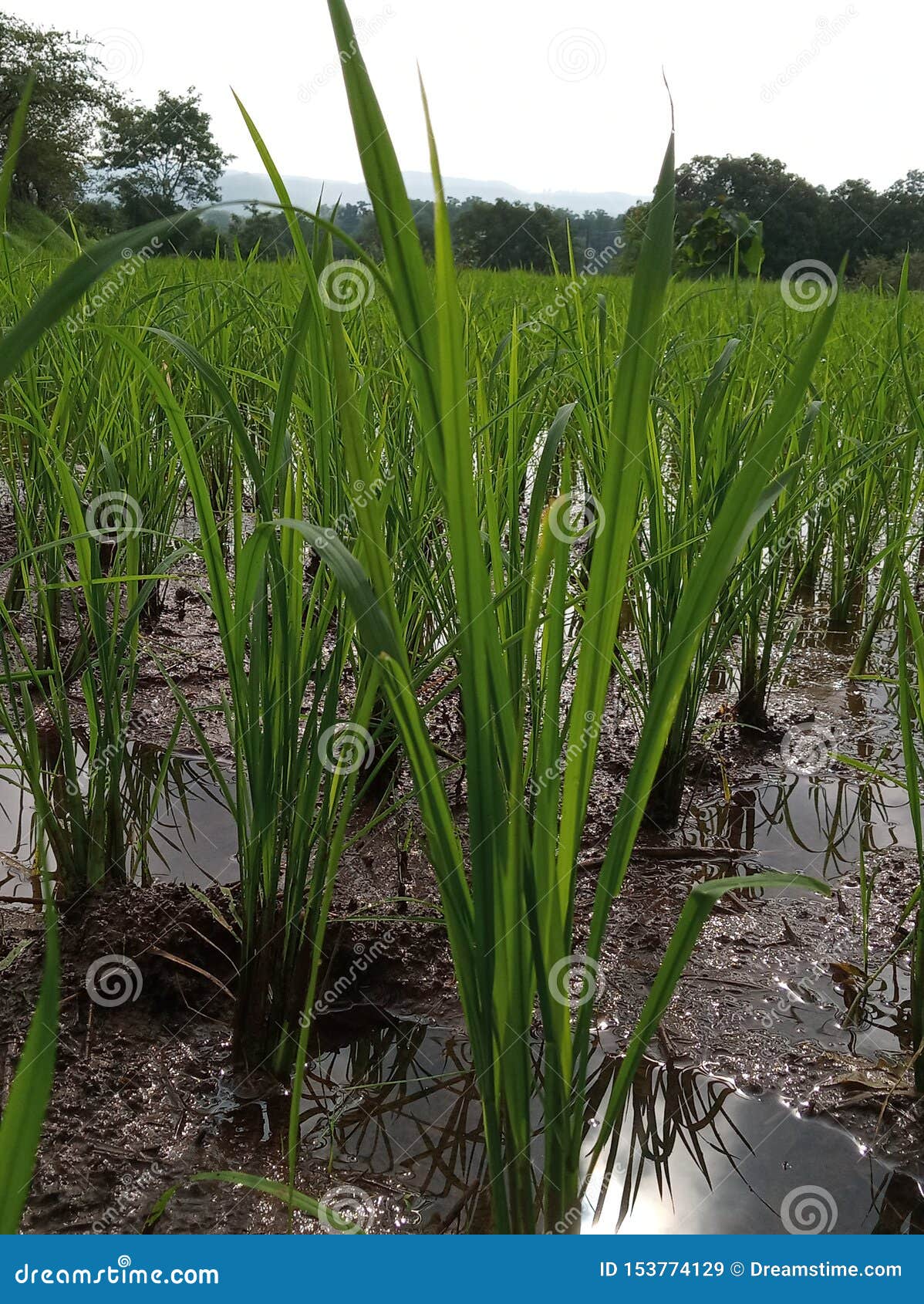 Initial Hurbs Stock Photos - Free & Royalty-Free Stock Photos from ...