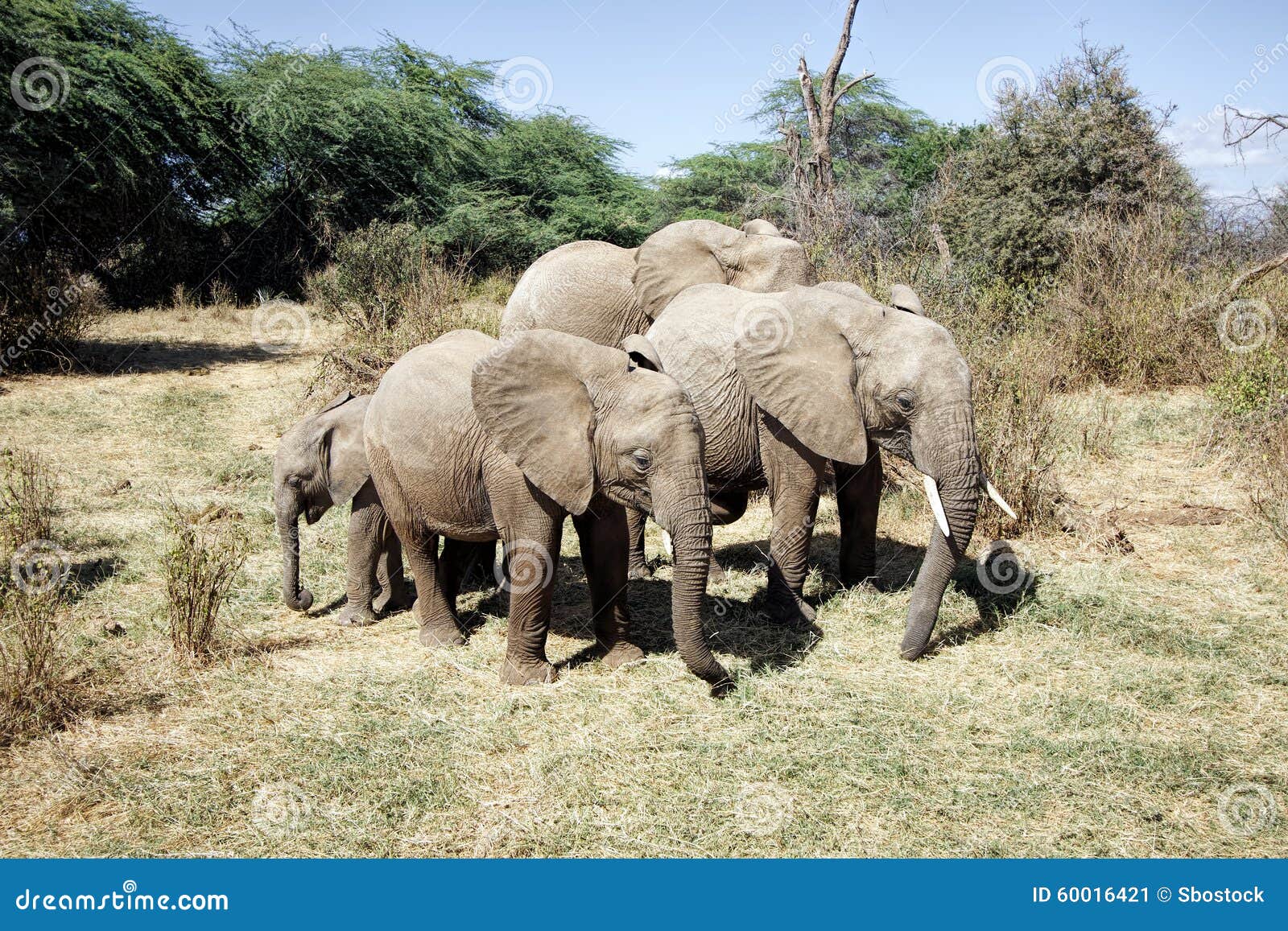 Small Herd of African Elephants Stock Image - Image of africa, large ...