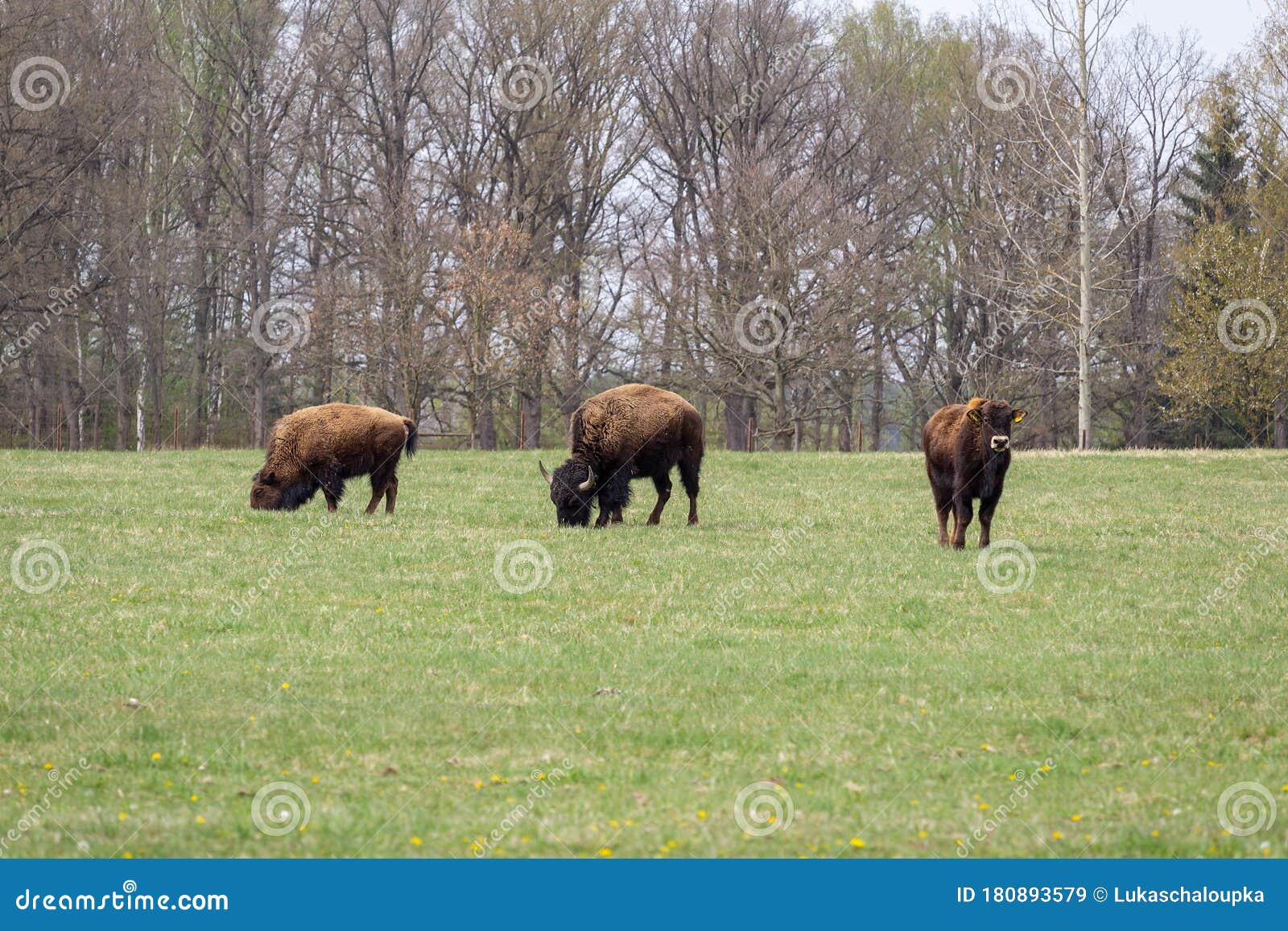 Small Herd of American Buffalo Bison on Grass Pasture Stock Image ...