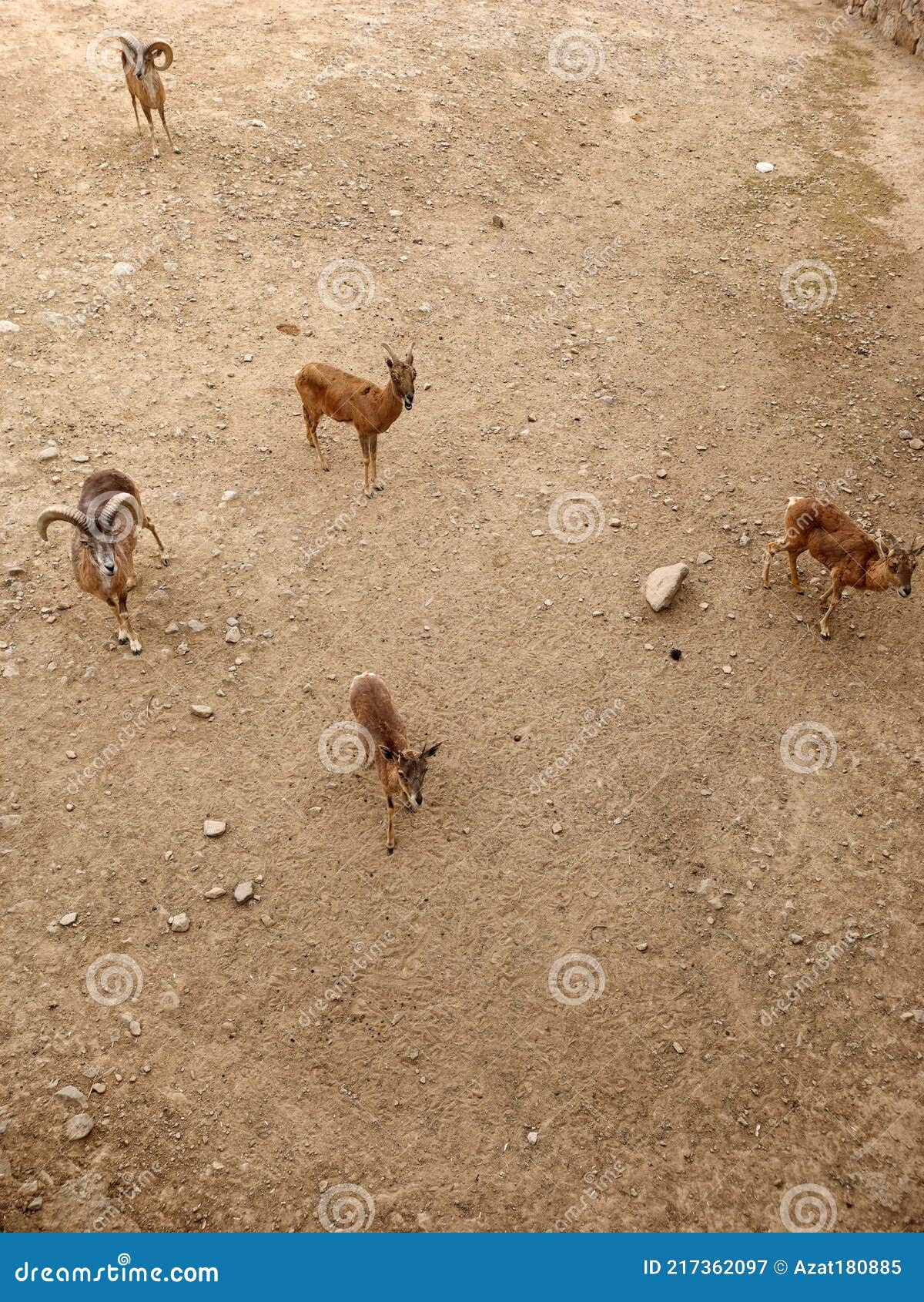 A Small Herd of Argali Mountain Goats on a Sandy Territory. Top View ...