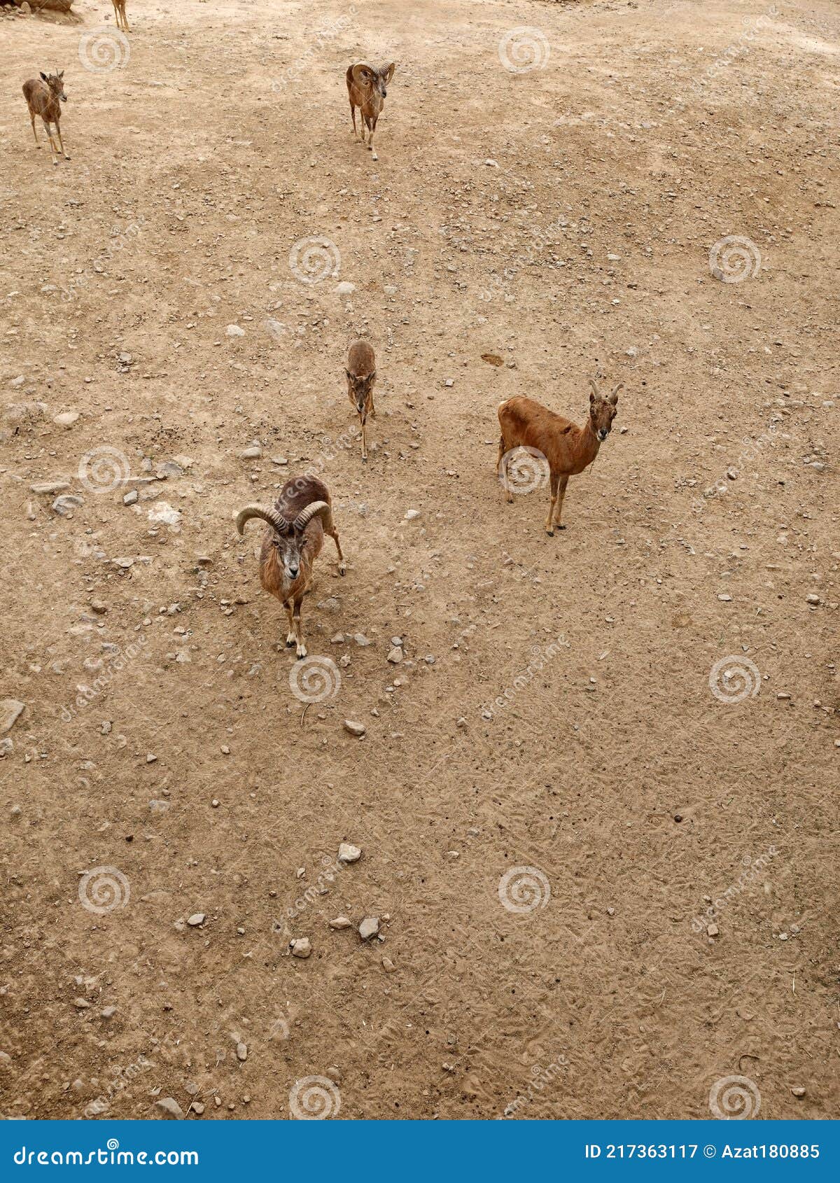 A Small Herd of Argali Mountain Goats on a Sandy Territory. Top View ...