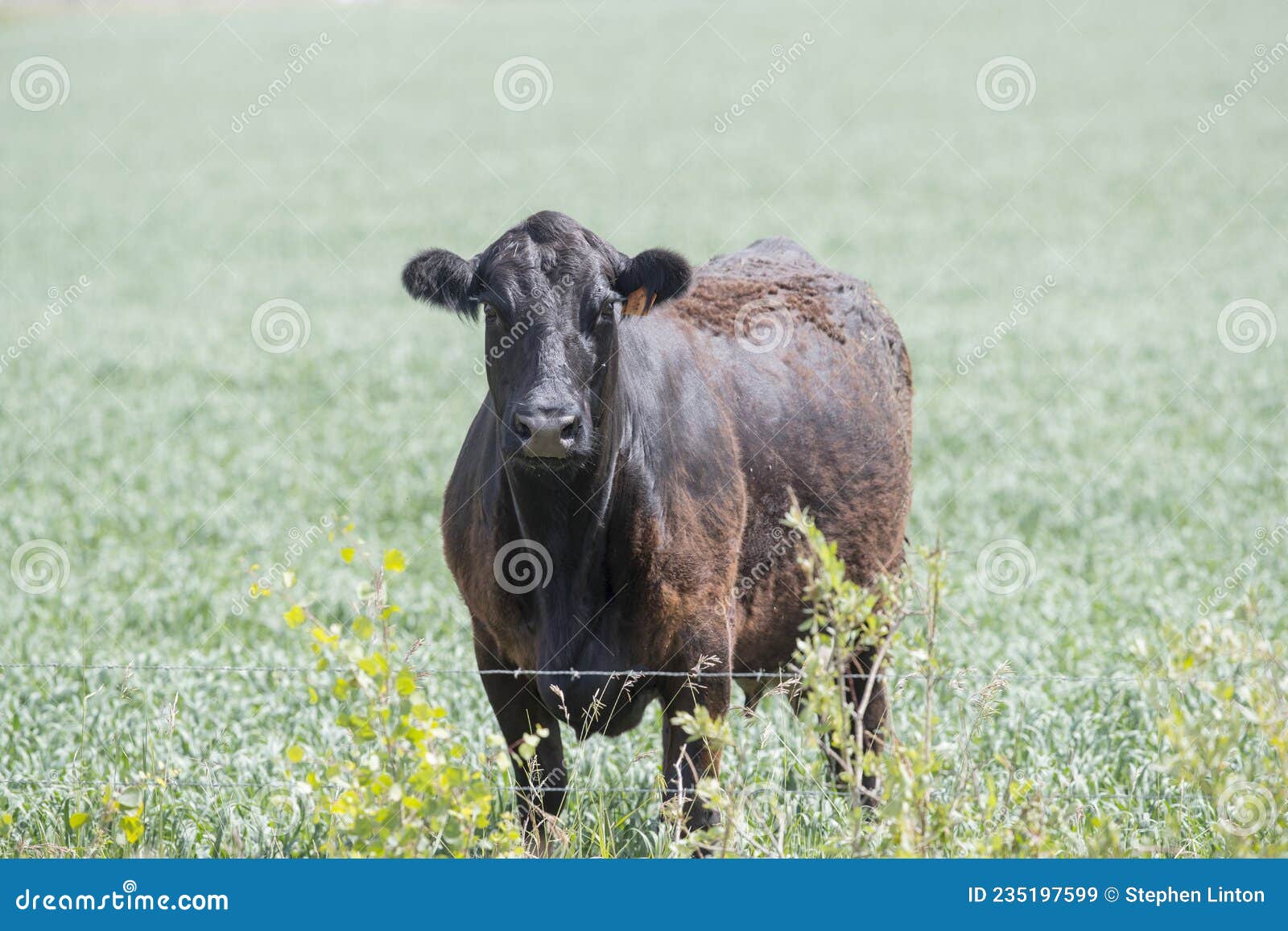Beef Cattle in a Field stock image. Image of alberta - 235197599