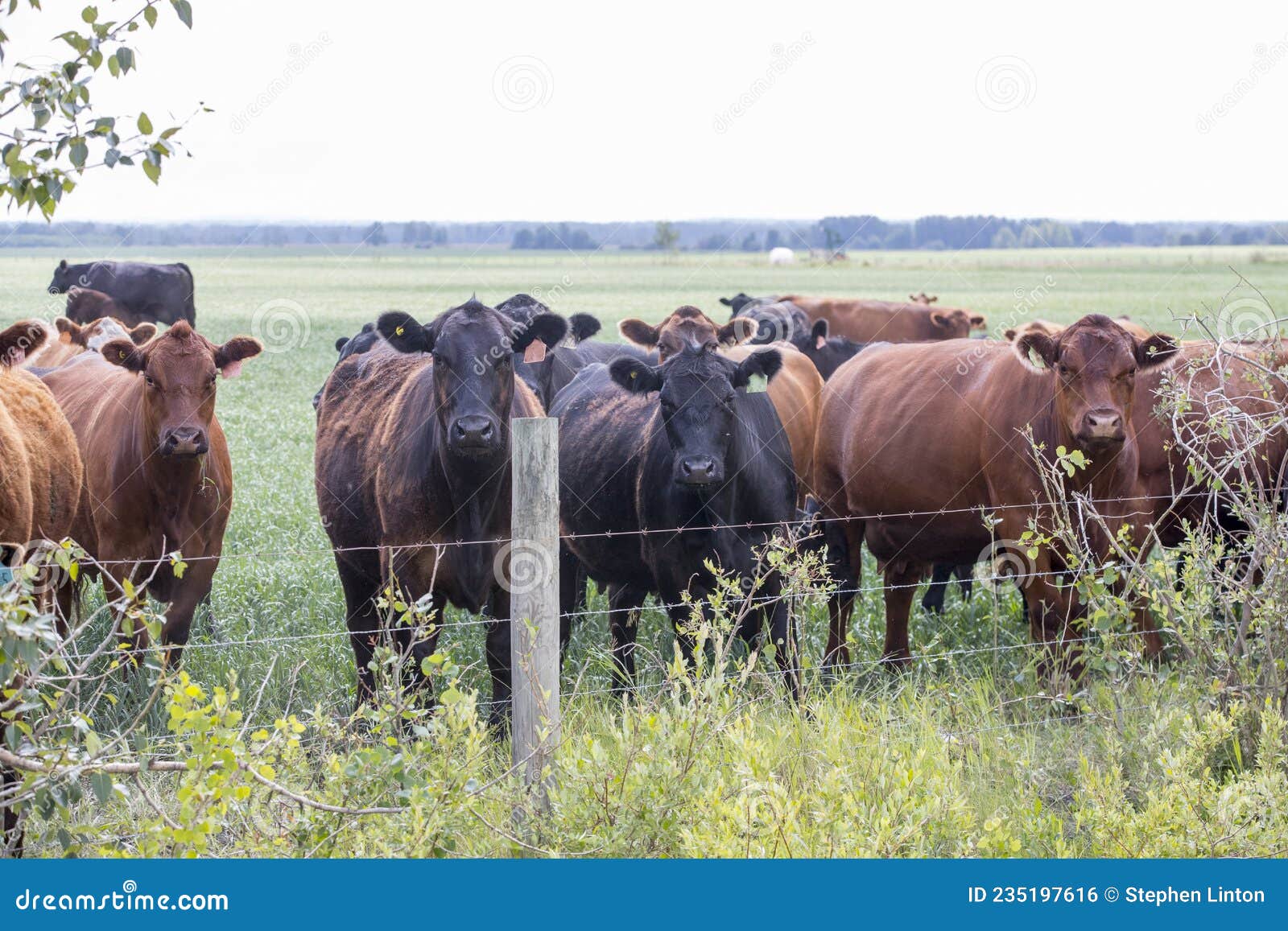Beef Cattle in a Field stock photo. Image of animals - 235197616