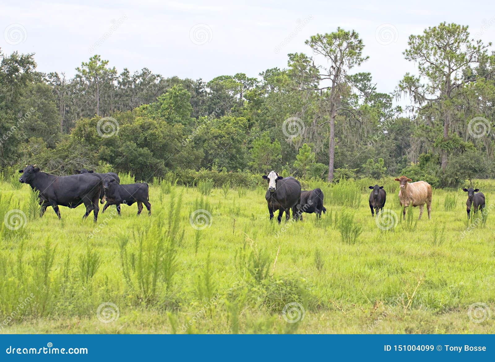 Small Herd of Cattle in a Field Stock Image - Image of animal, cattle ...