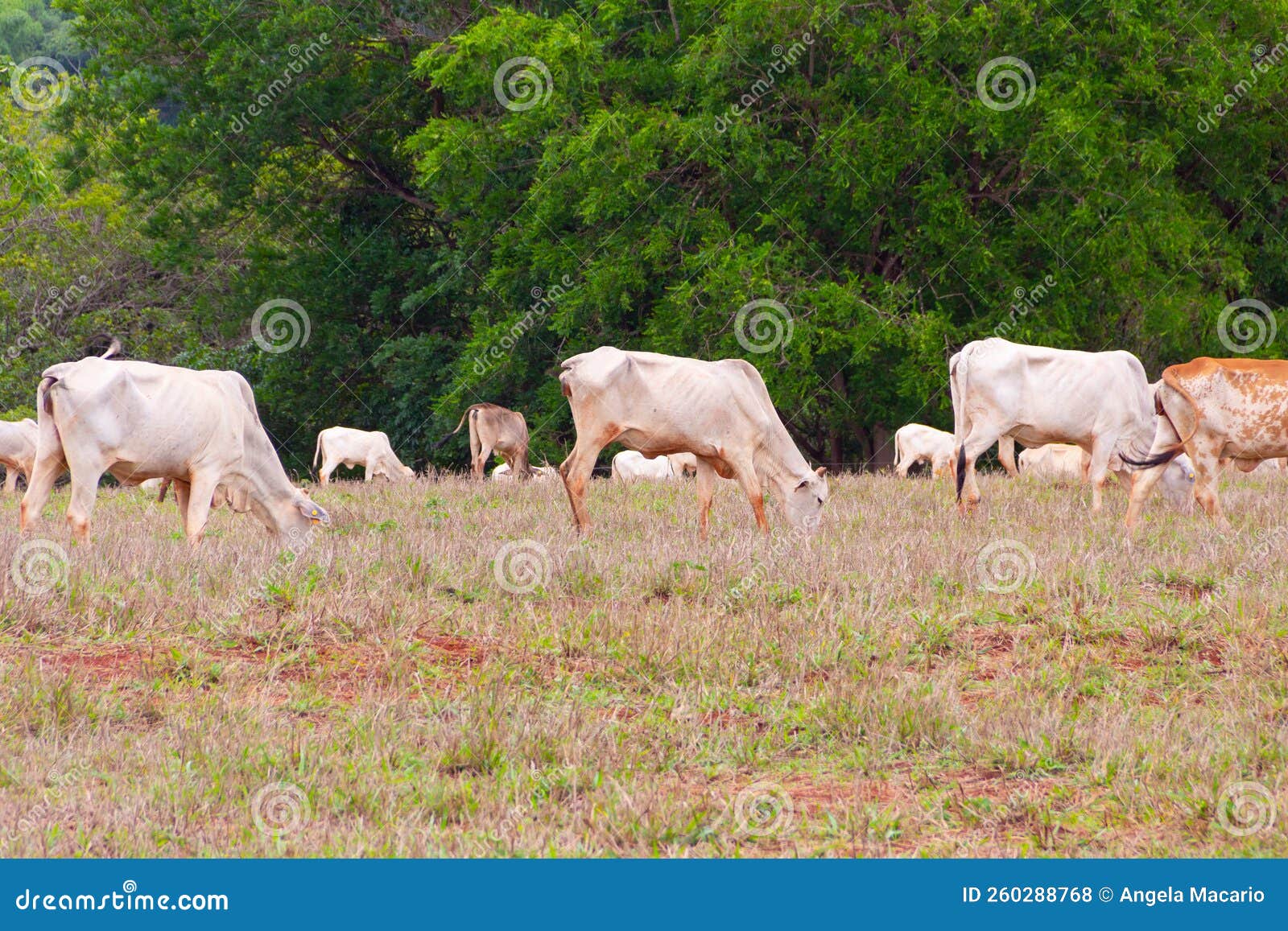 A Small Herd of Cattle in the Pasture. Stock Photo - Image of gram ...