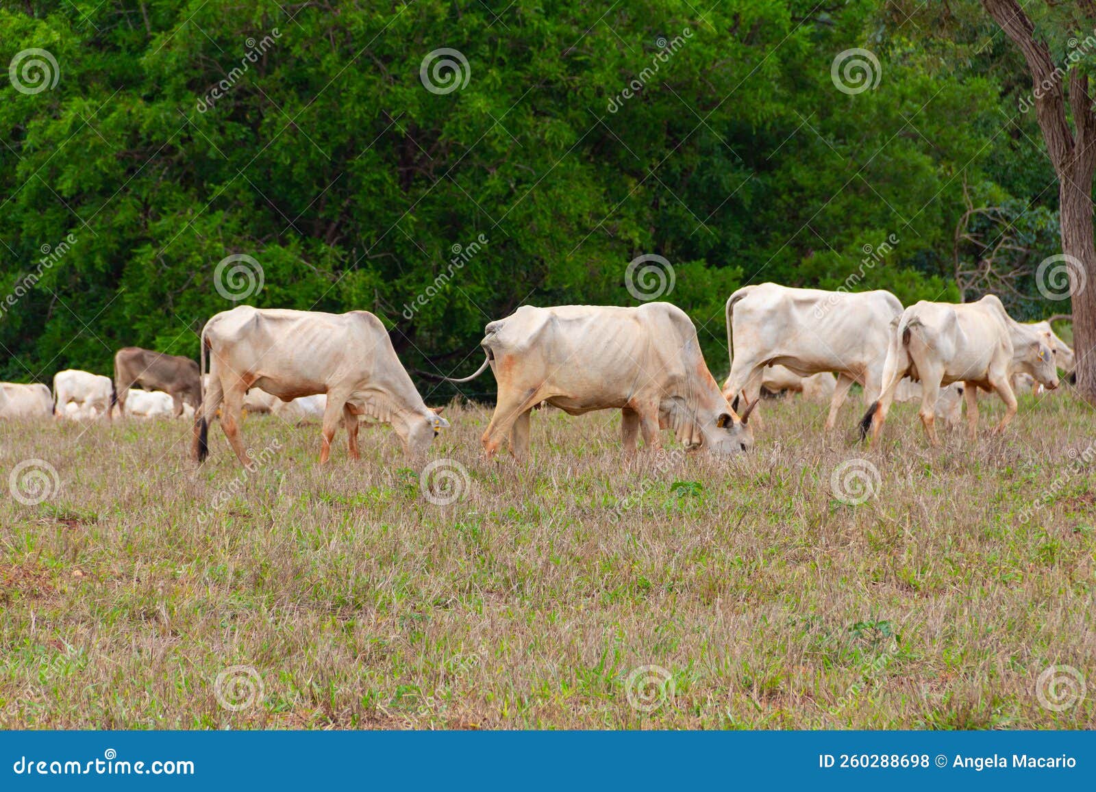 A Small Herd of Cattle in the Pasture. Stock Photo - Image of herd ...