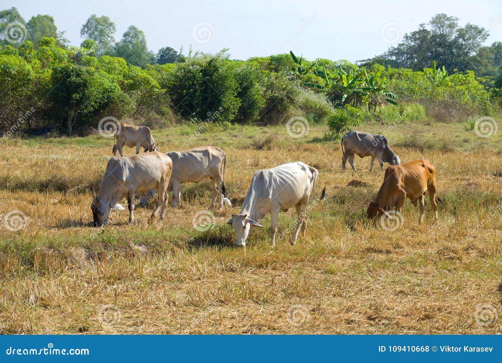 The Small Herd of Cows is Grazed on the Slanted Field. Thailand Stock ...