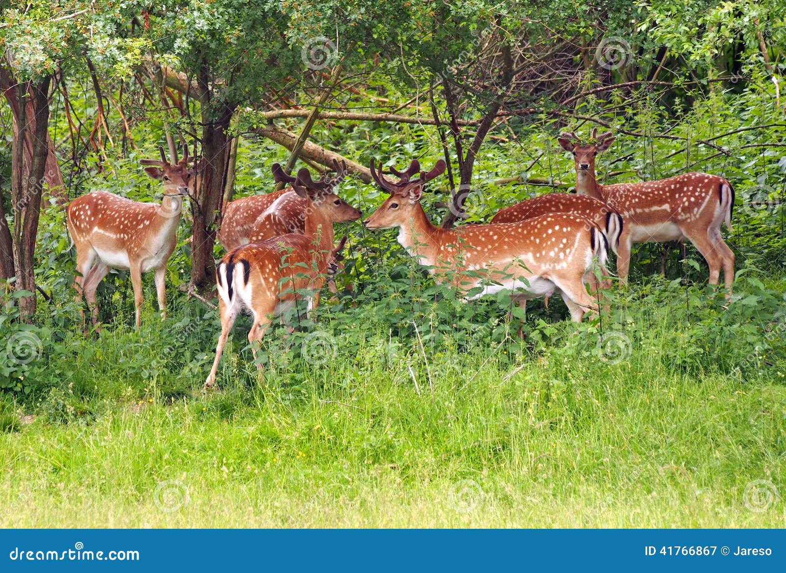 A Small Herd of Fallow Deer Stags Stock Image - Image of field, summer ...