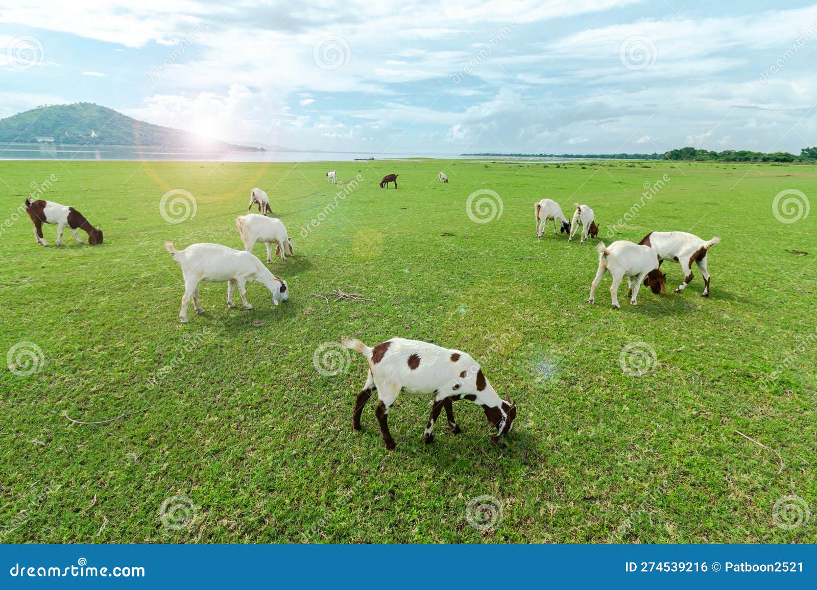 A Small Herd of Goats Crawling on a Meadow Stock Photo - Image of goats ...
