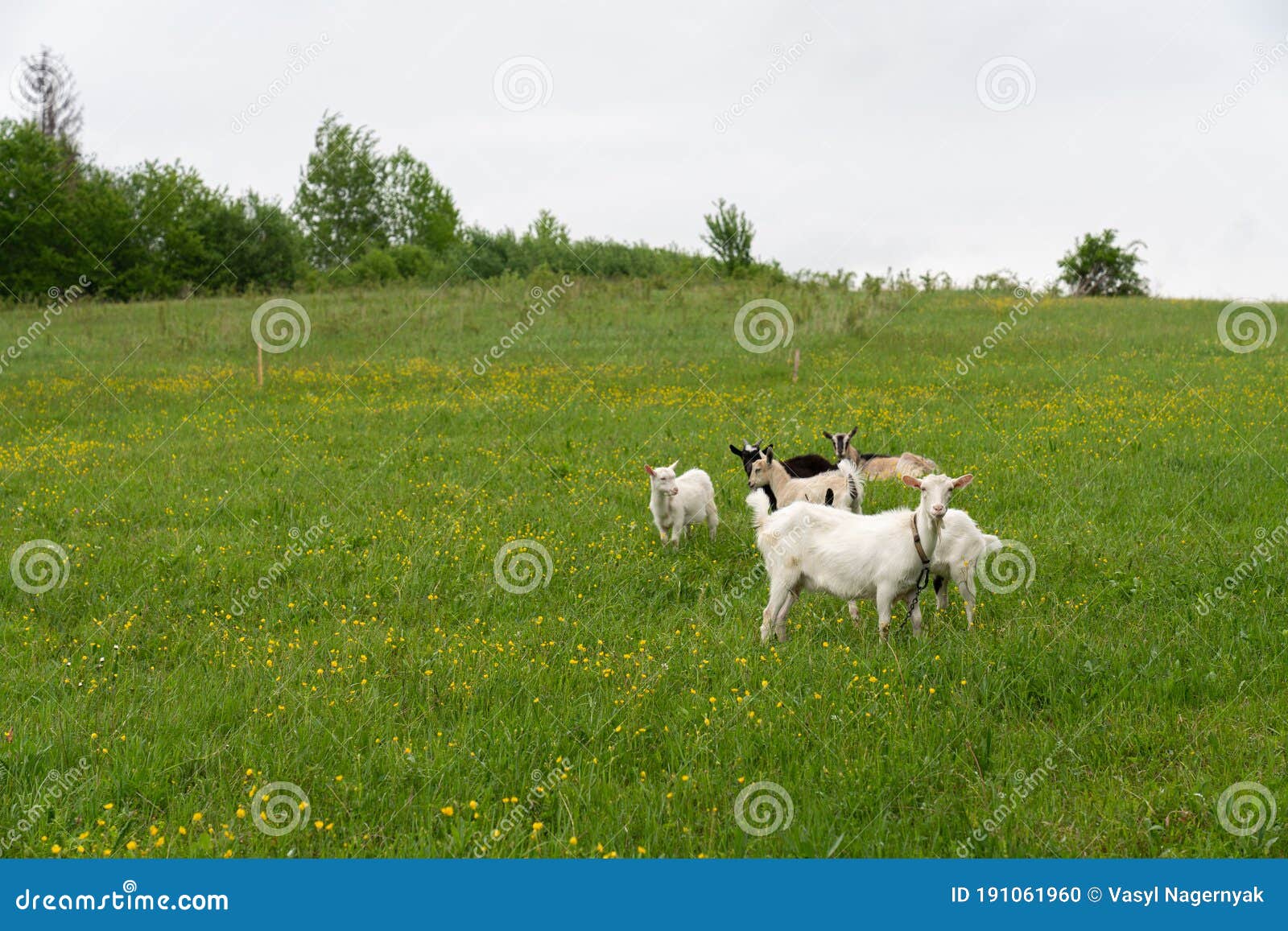 A Small Herd of Goats Crawling on a Meadow on a Spring Day Stock Photo ...